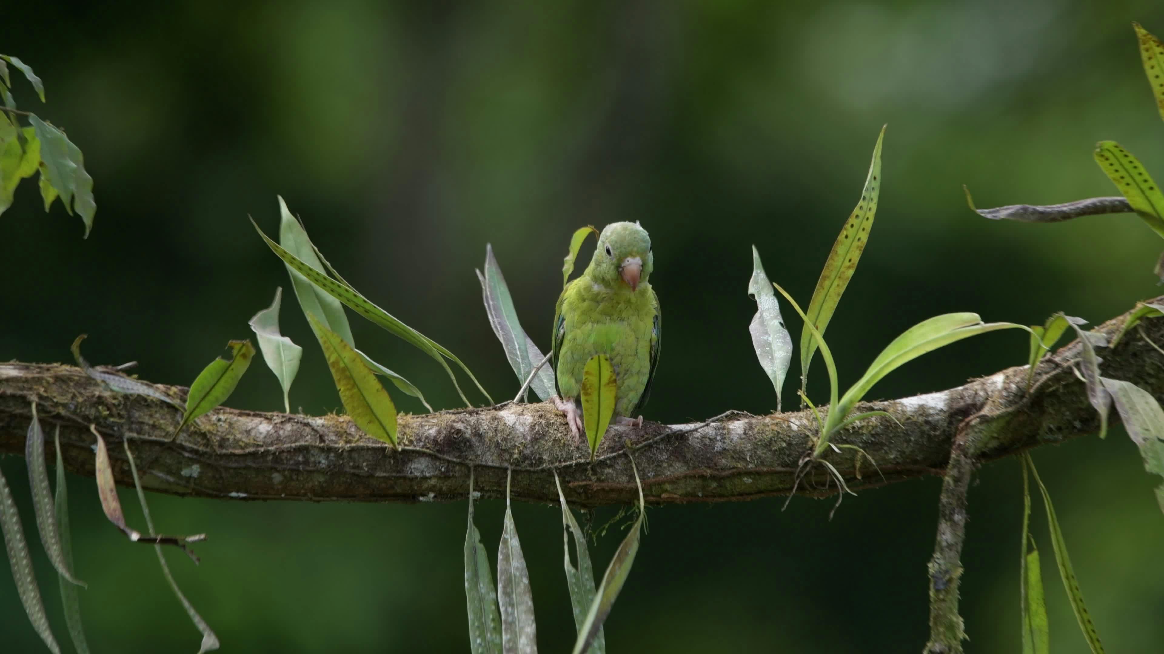 Forest Wildlife Videos, Download The BEST Free 4k Stock Video Footage ...