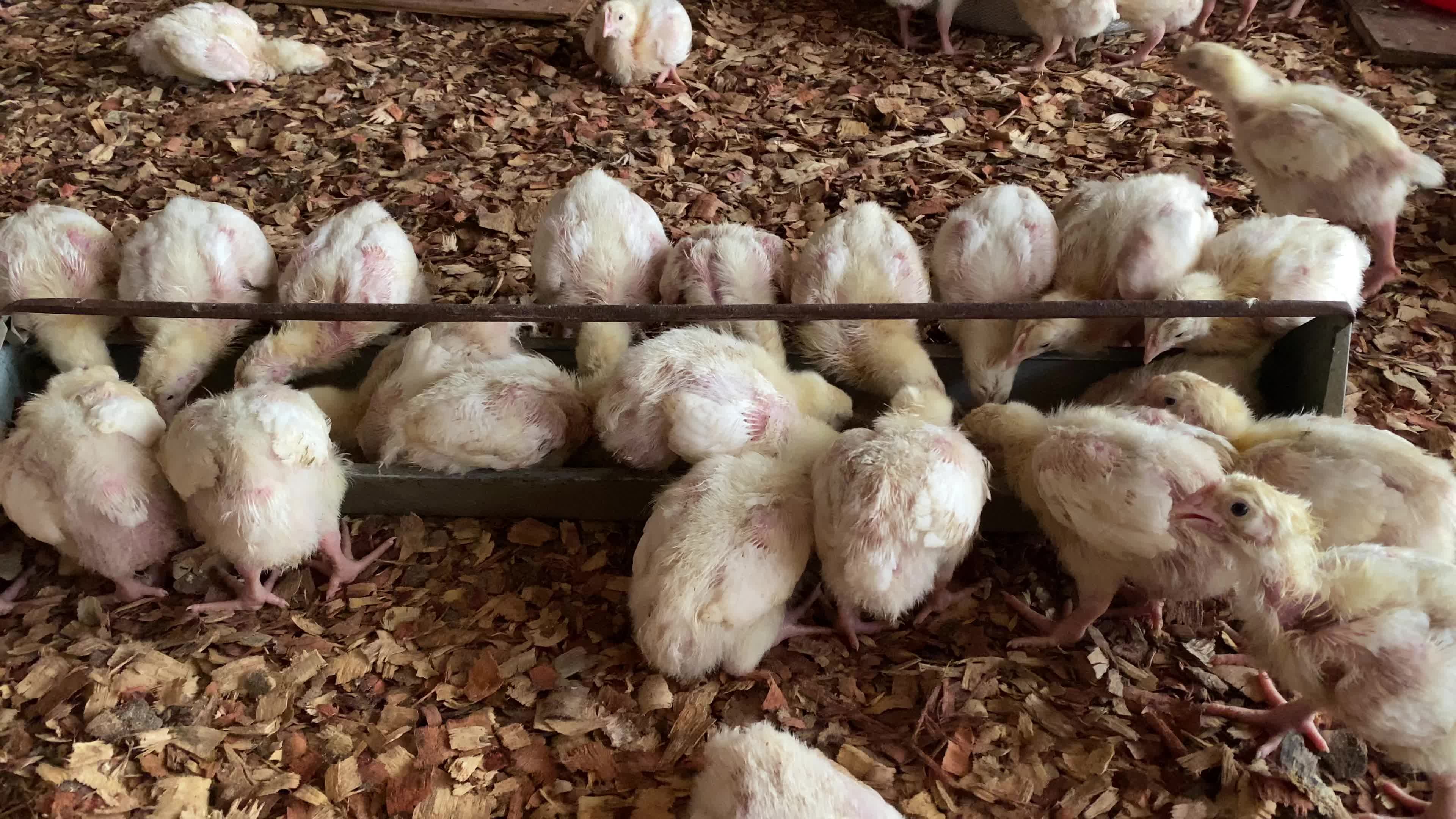 White Chicks Feeding in Poultry Farm Free Stock Video Footage, Royalty ...
