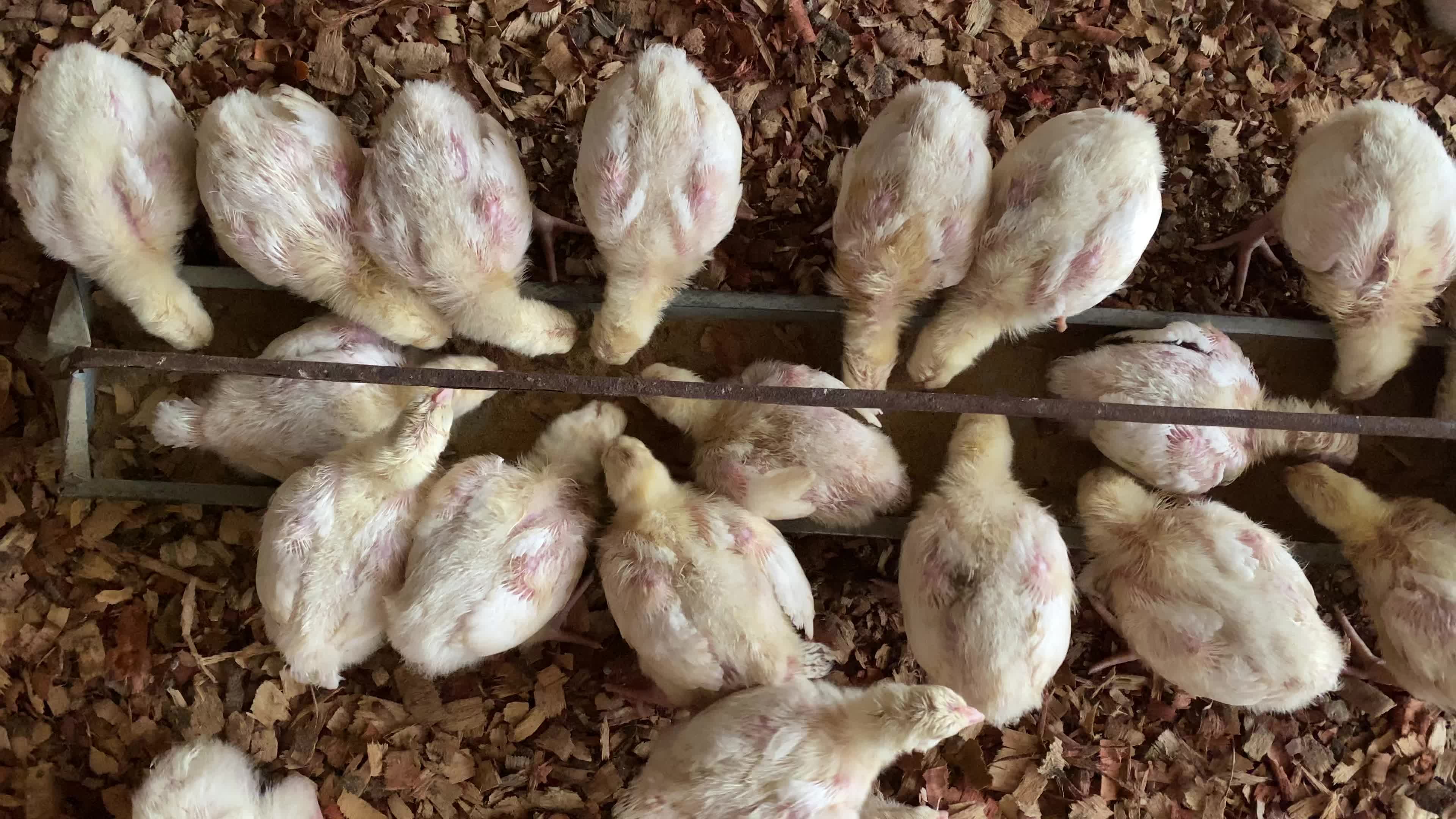Chicks Feeding in Poultry Farm Setting Free Stock Video Footage ...