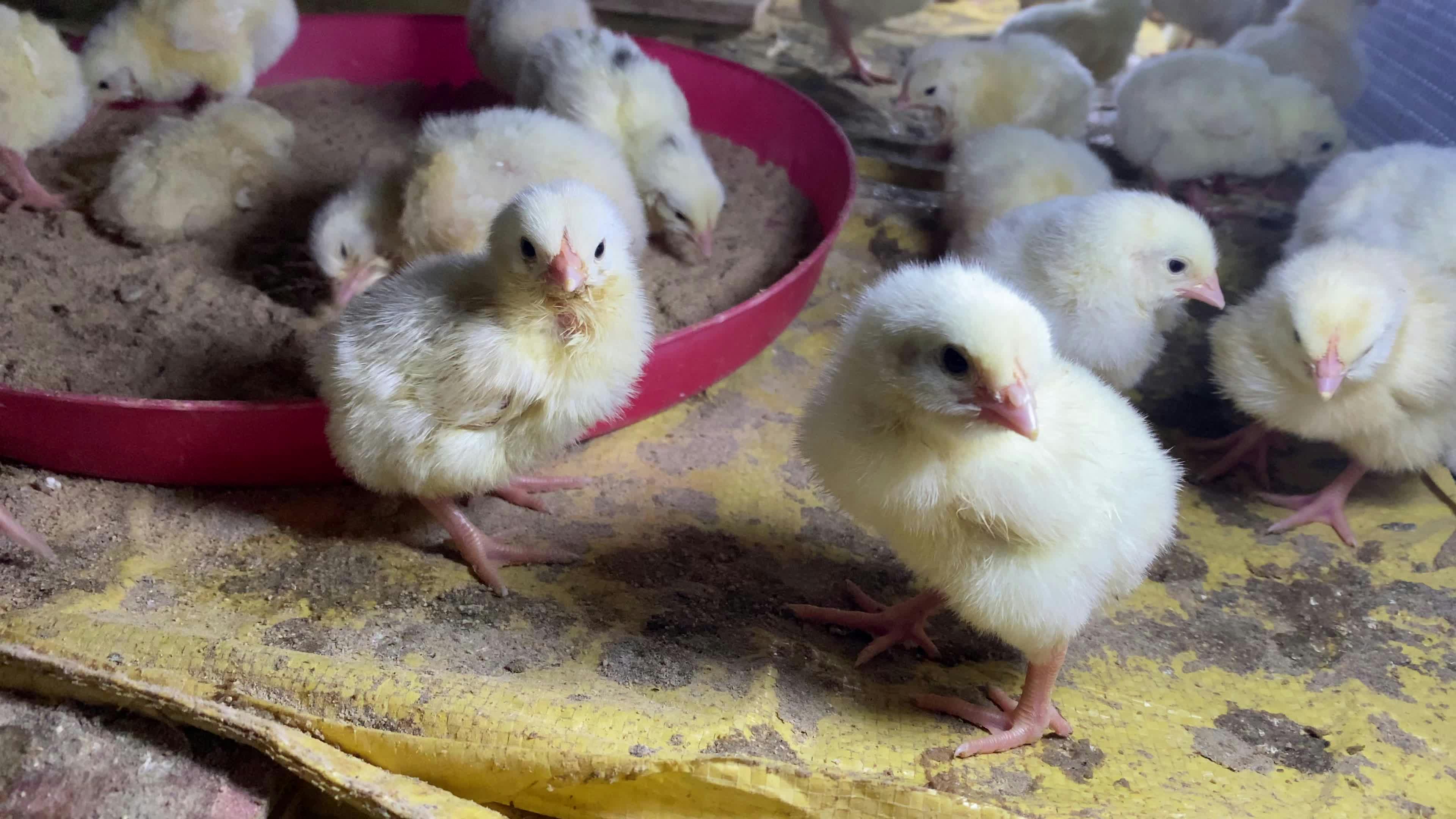 Dudetl+Accidentally+Breeding+A+Cosplayer Videos, Download The BEST Free ...