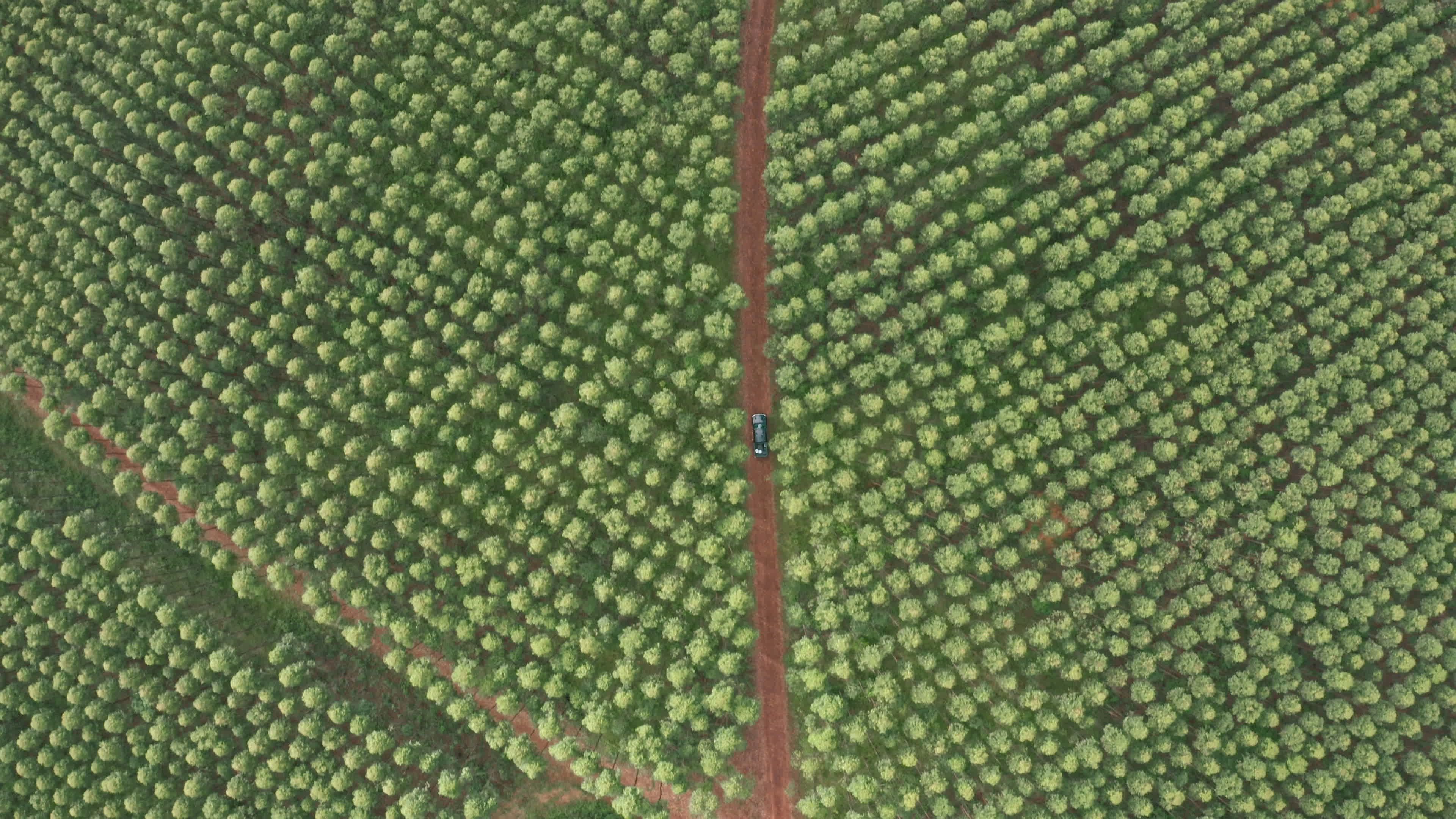 Aerial View of Lush Forest Plantation Free Stock Video Footage, Royalty ...