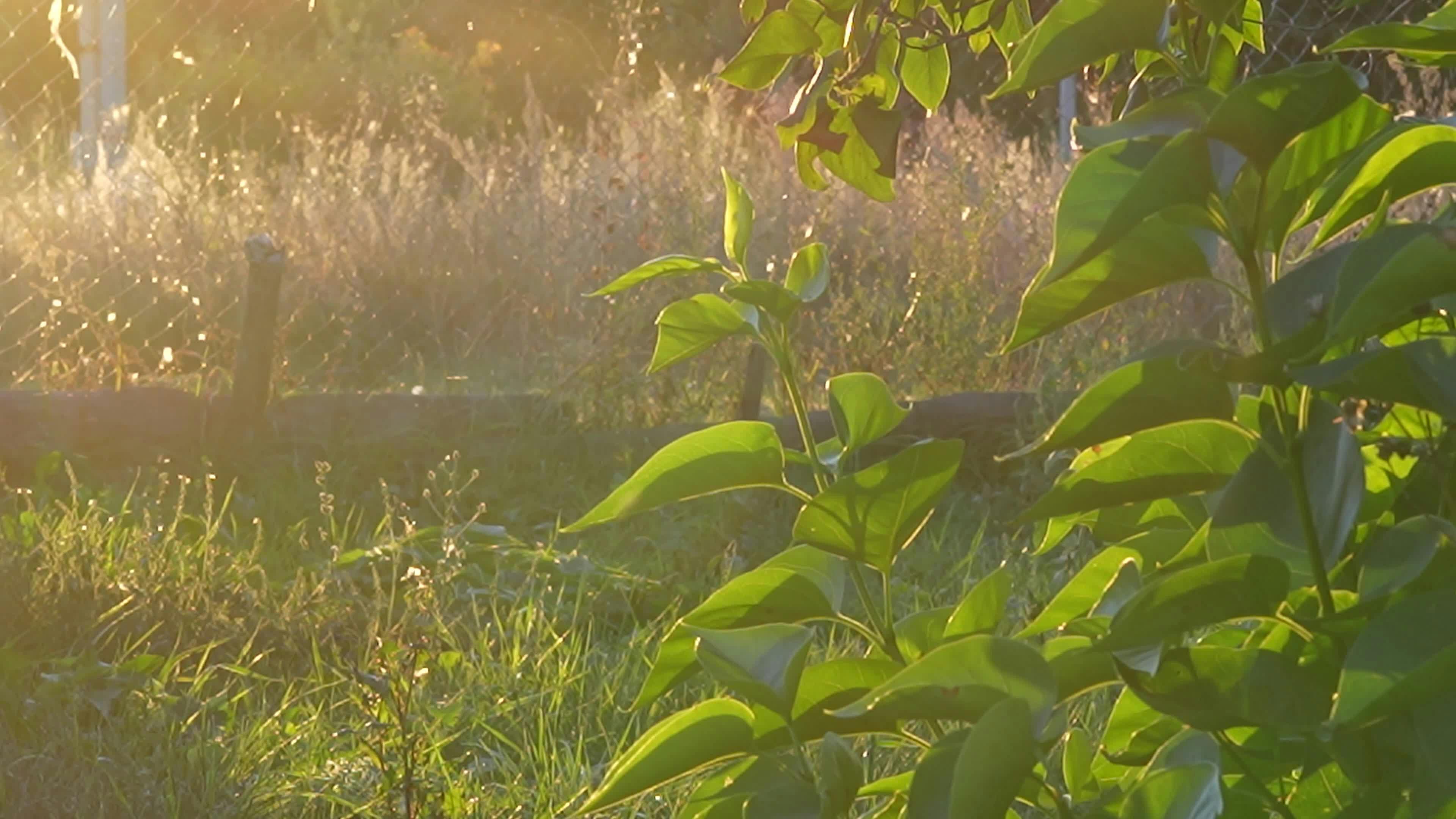 Calming Nature Videos, Download The BEST Free 4k Stock Video Footage ...