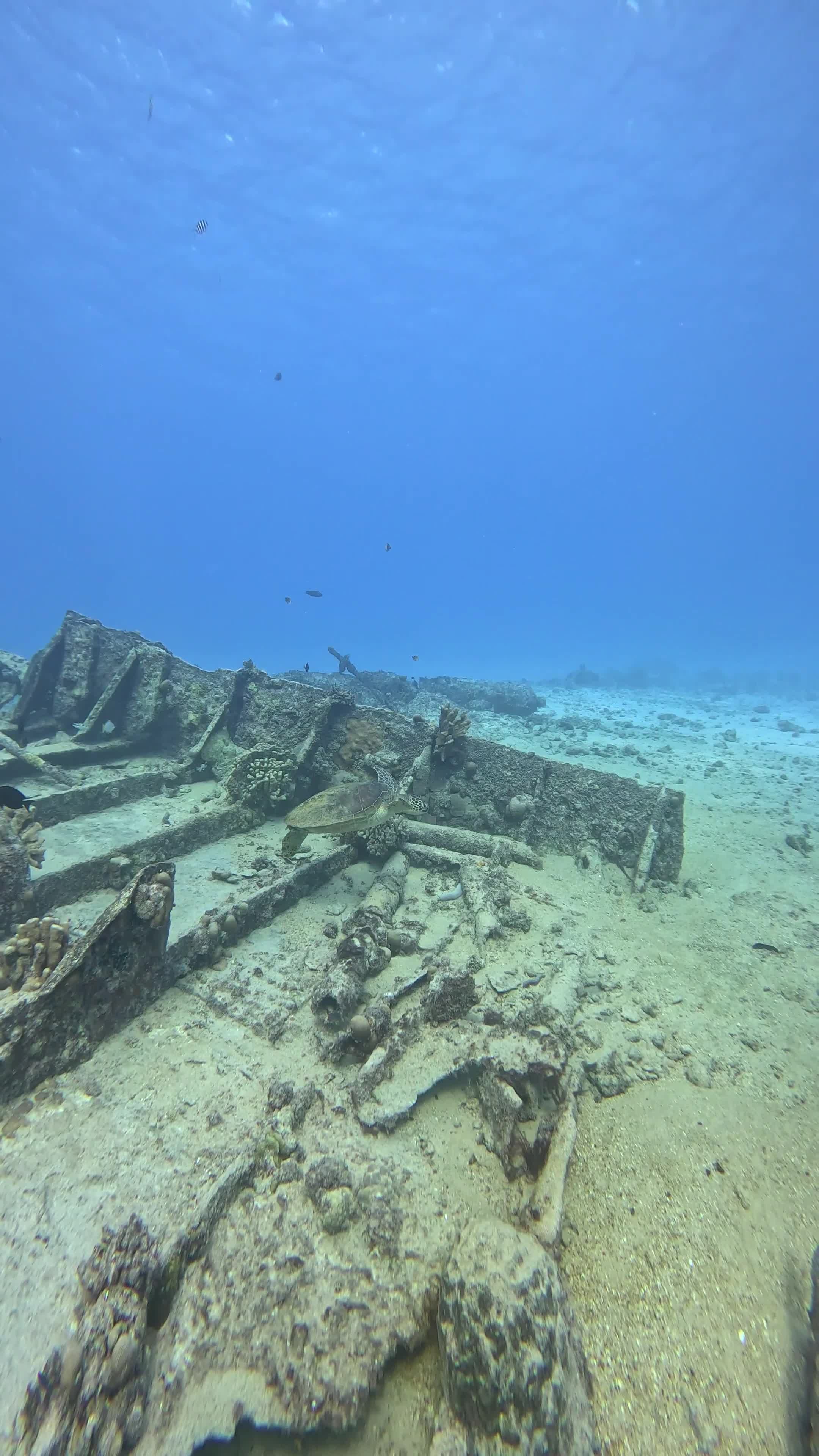 Underwater Exploration of Shipwreck Remains Free Stock Video Footage ...