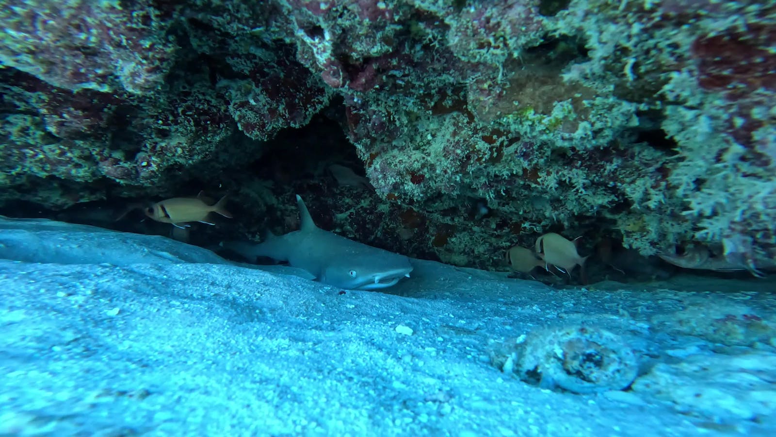 Animated Shark Videos, Download The BEST Free 4k Stock Video Footage ...