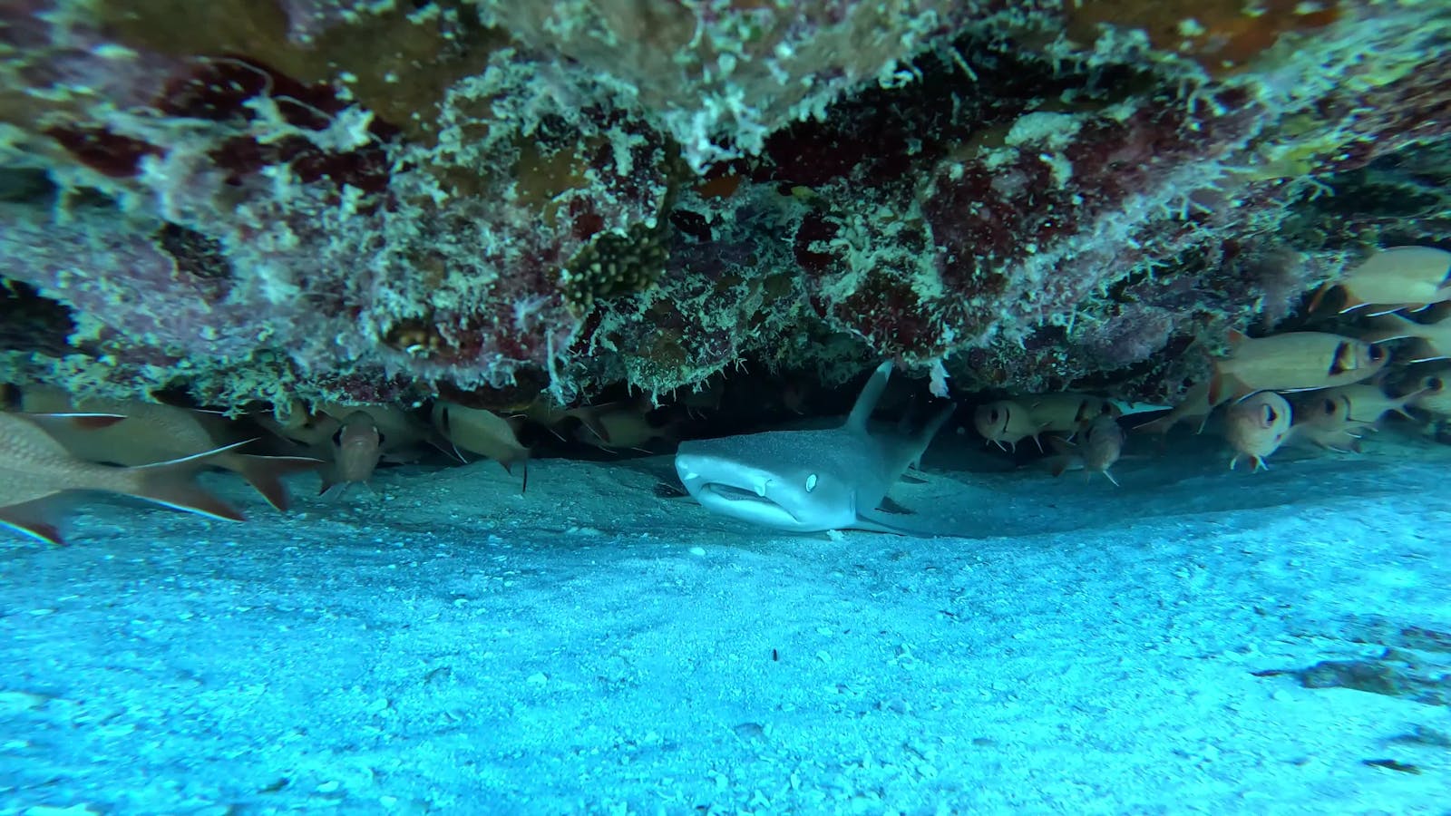 Animated Shark Videos, Download The BEST Free 4k Stock Video Footage ...