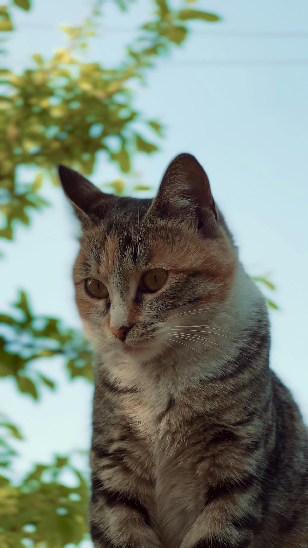 Cat Animated Videos, Download The BEST Free 4k Stock Video Footage ...