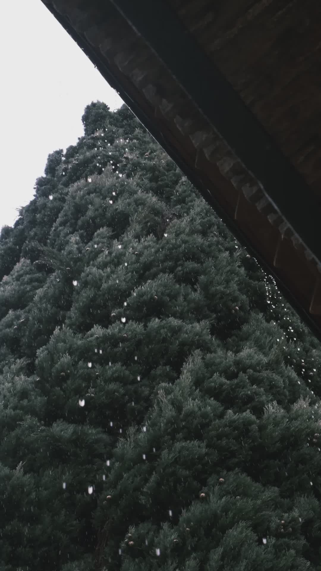 Rain Dripping from Roof onto Pine Tree Free Stock Video Footage ...