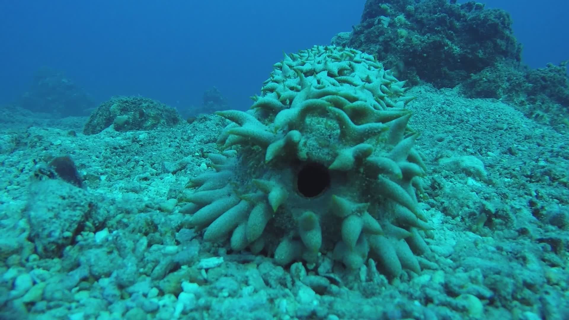 Underwater Sea Cucumber in Marine Habitat Free Stock Video Footage ...