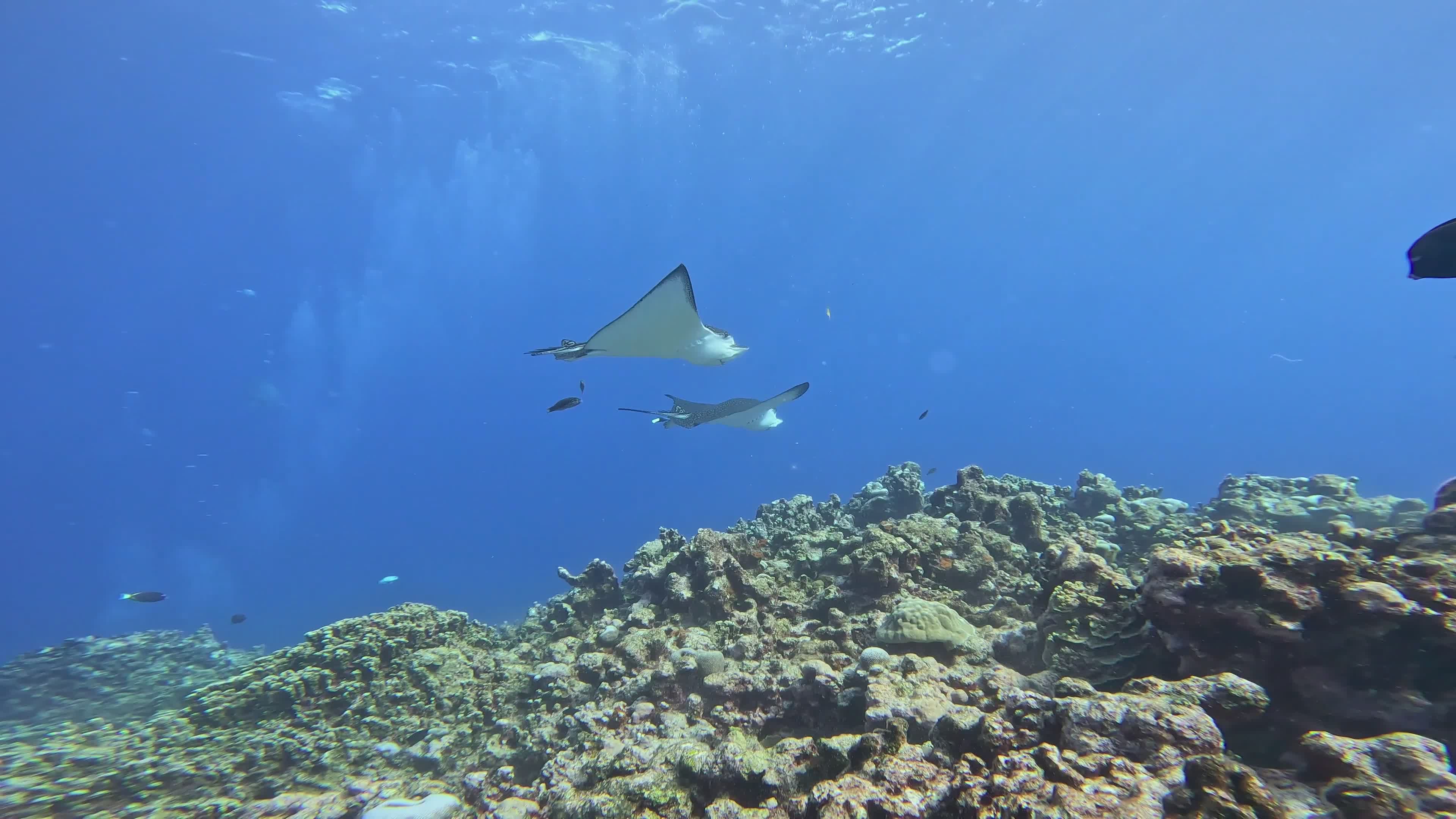 Graceful Manta Rays Gliding Over Coral Reefs Free Stock Video Footage ...