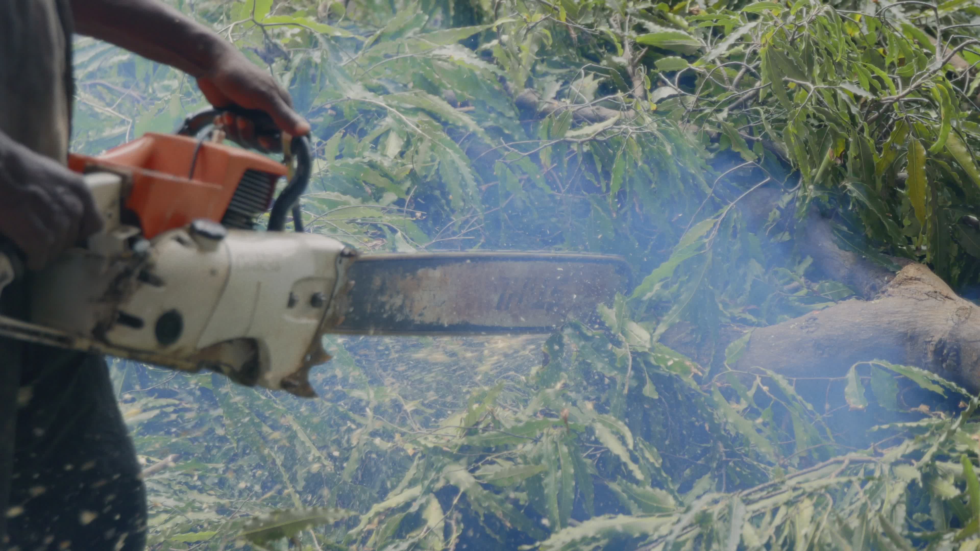 Chainsaw Cutting Through Forest Greenery Free Stock Video Footage ...