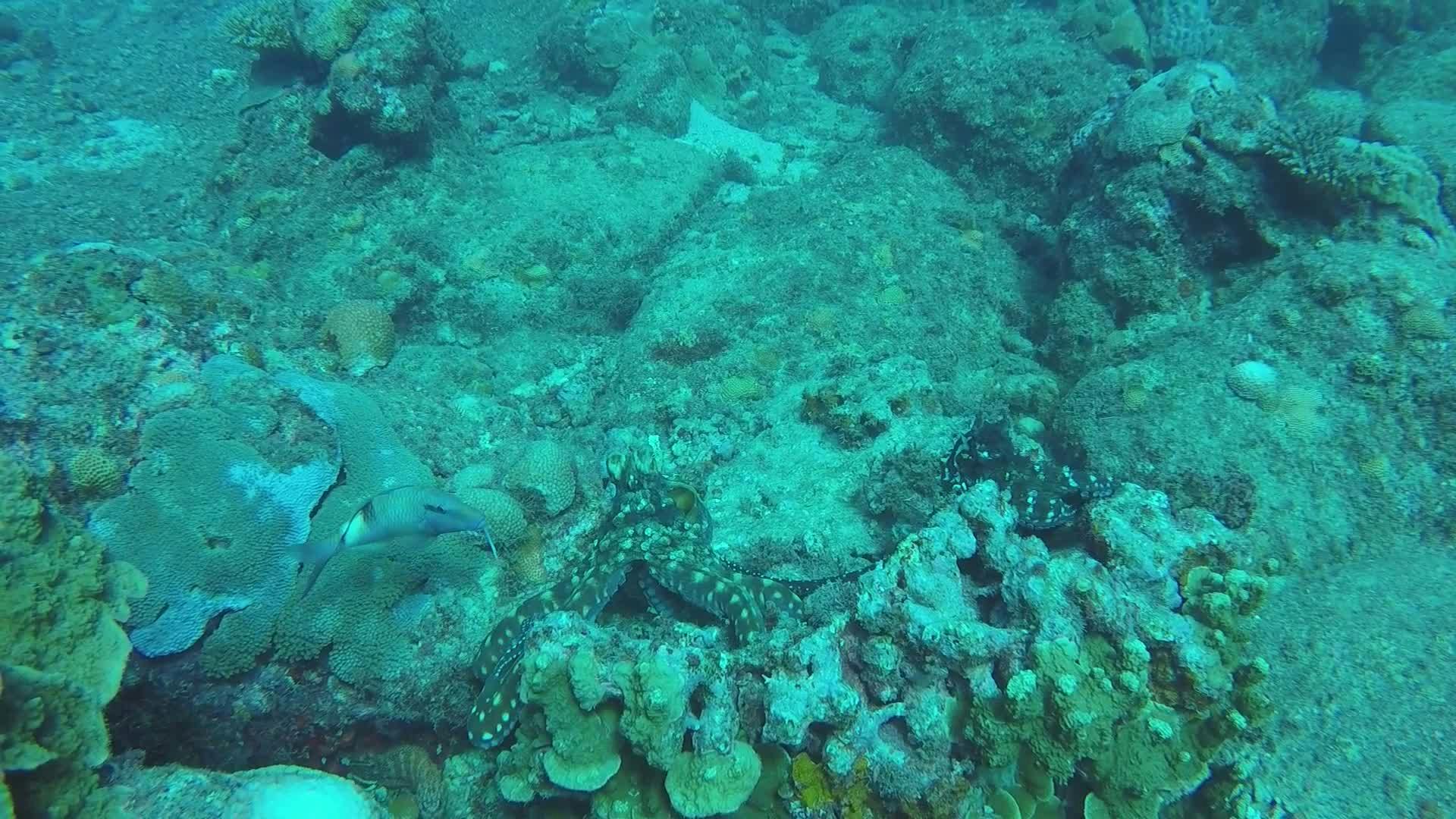 Underwater Camouflaged Octopus in Coral Reef Free Stock Video Footage ...