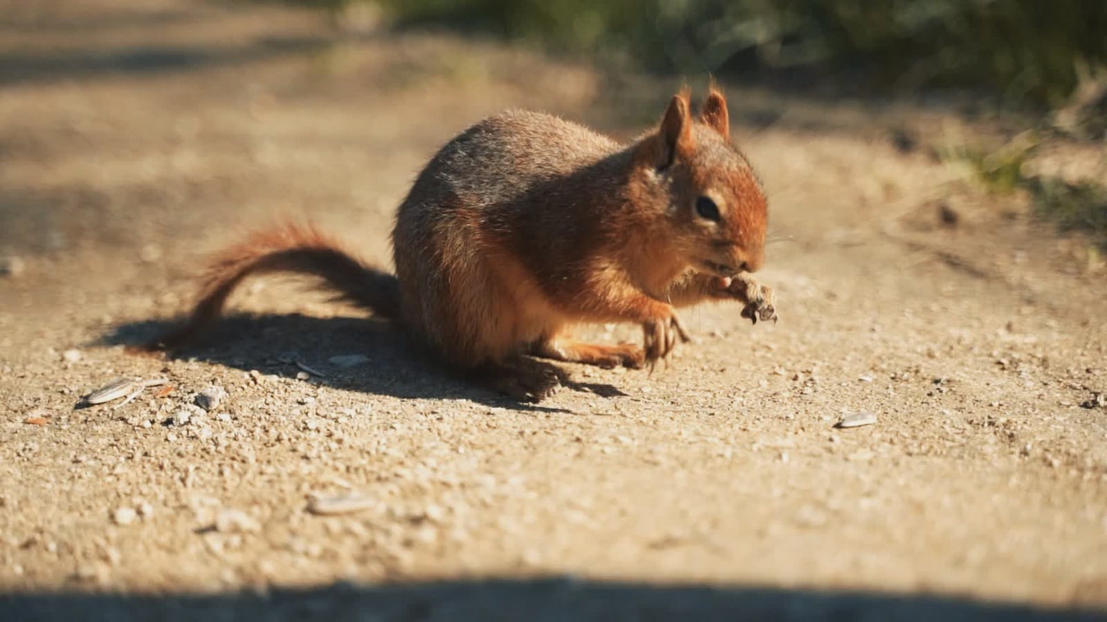 Russian+Xx+Video+Hd Videos, Download The BEST Free 4k Stock Video ...