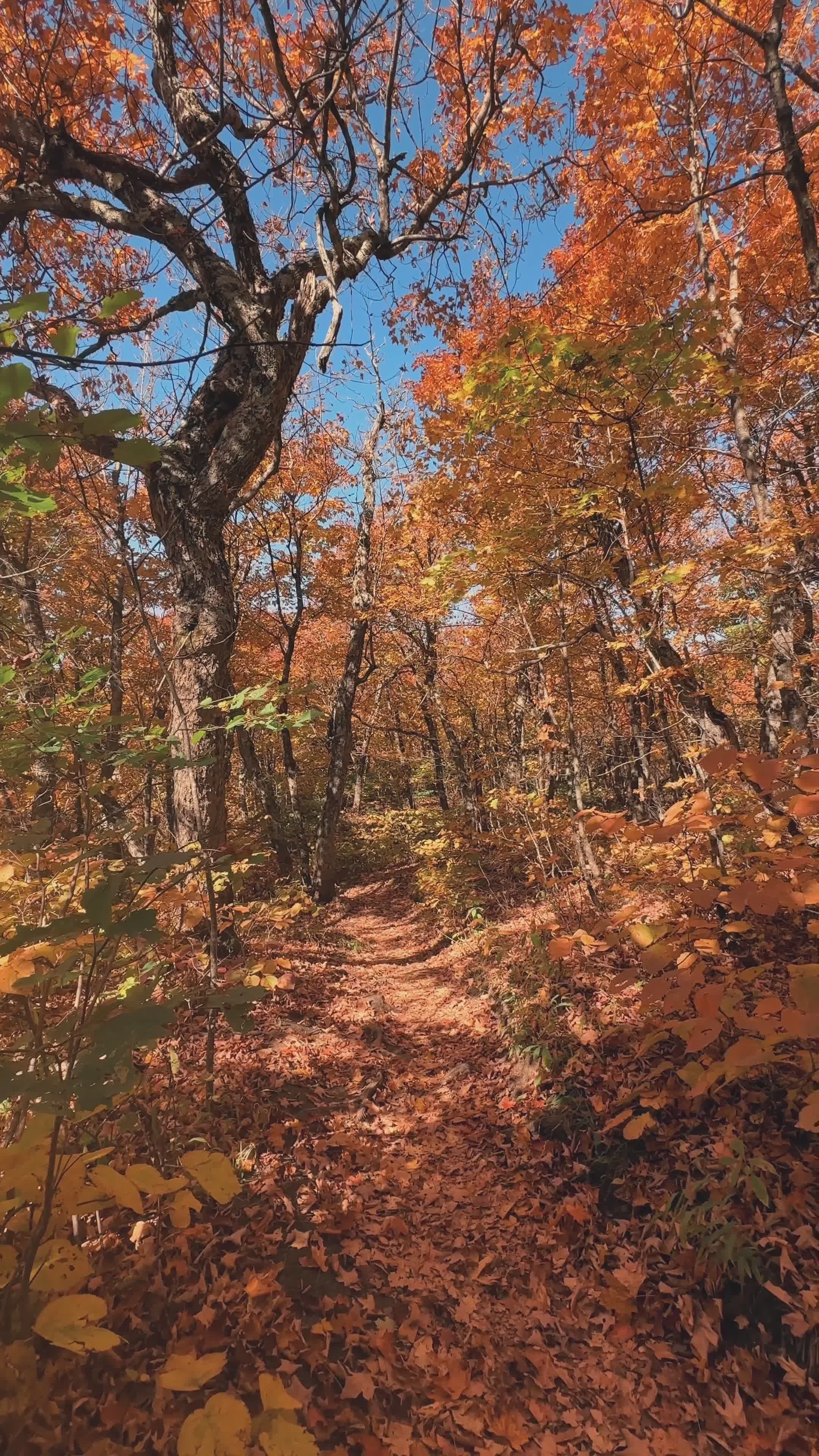 Scenic Fall Walk Through Vibrant Forest Free Stock Video Footage ...