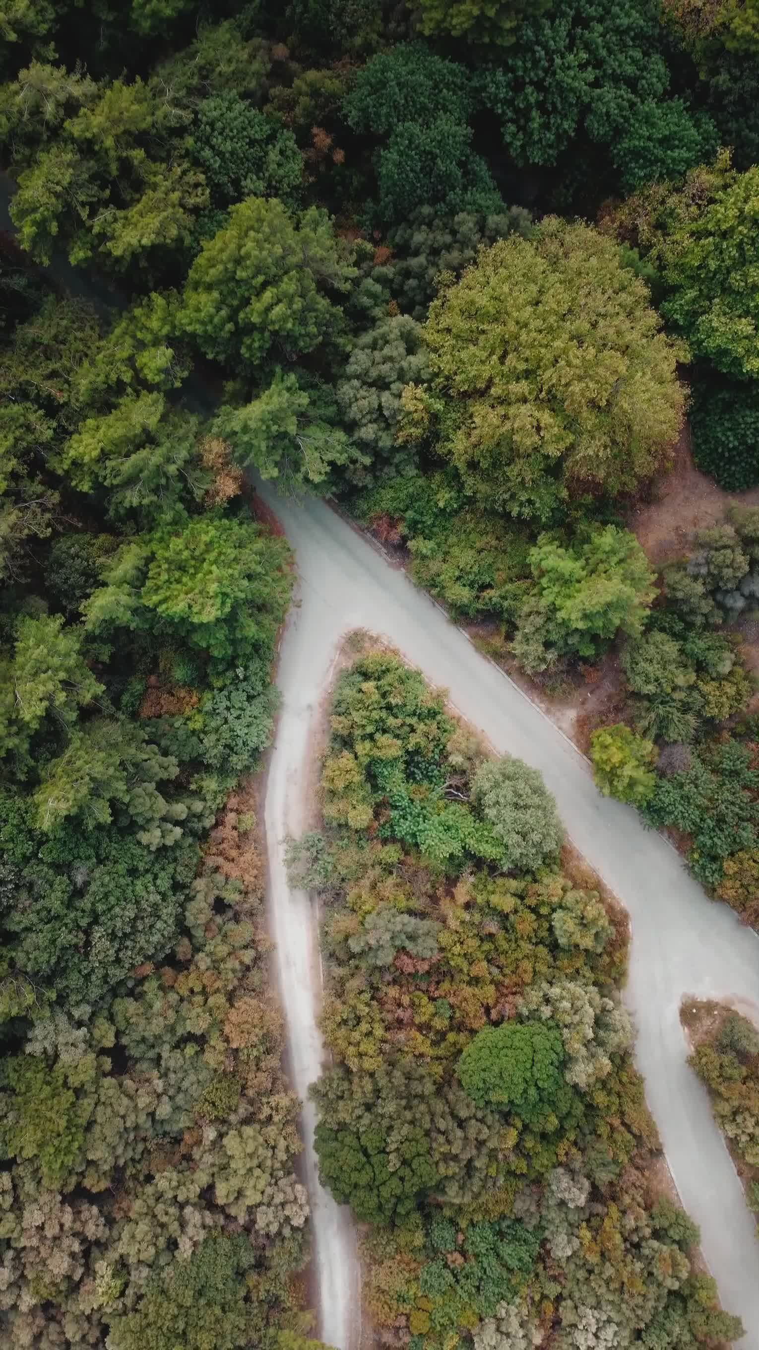 Aerial View of Scenic Autumn Forest Pathway Free Stock Video Footage ...