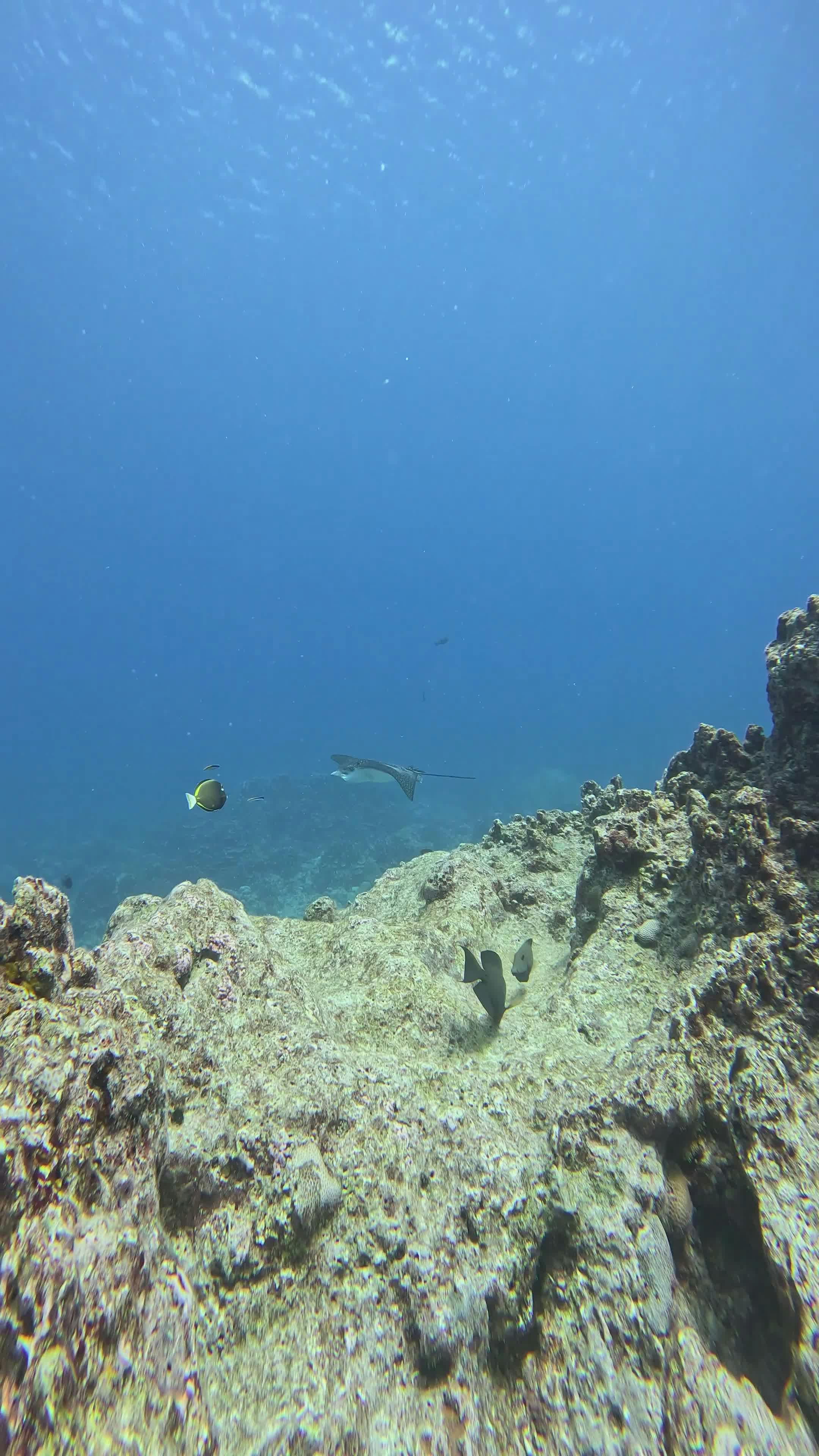 Ocean Fish Videos, Download The BEST Free 4k Stock Video Footage ...