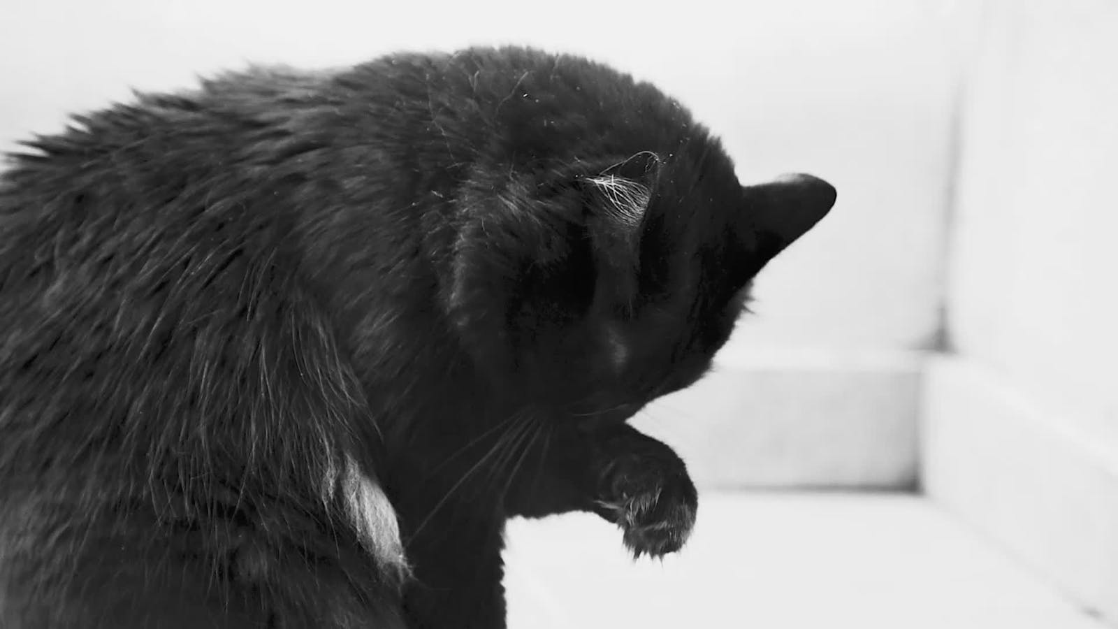 Video Placeholder Videos, Download The BEST Free 4k Stock Video Footage ...