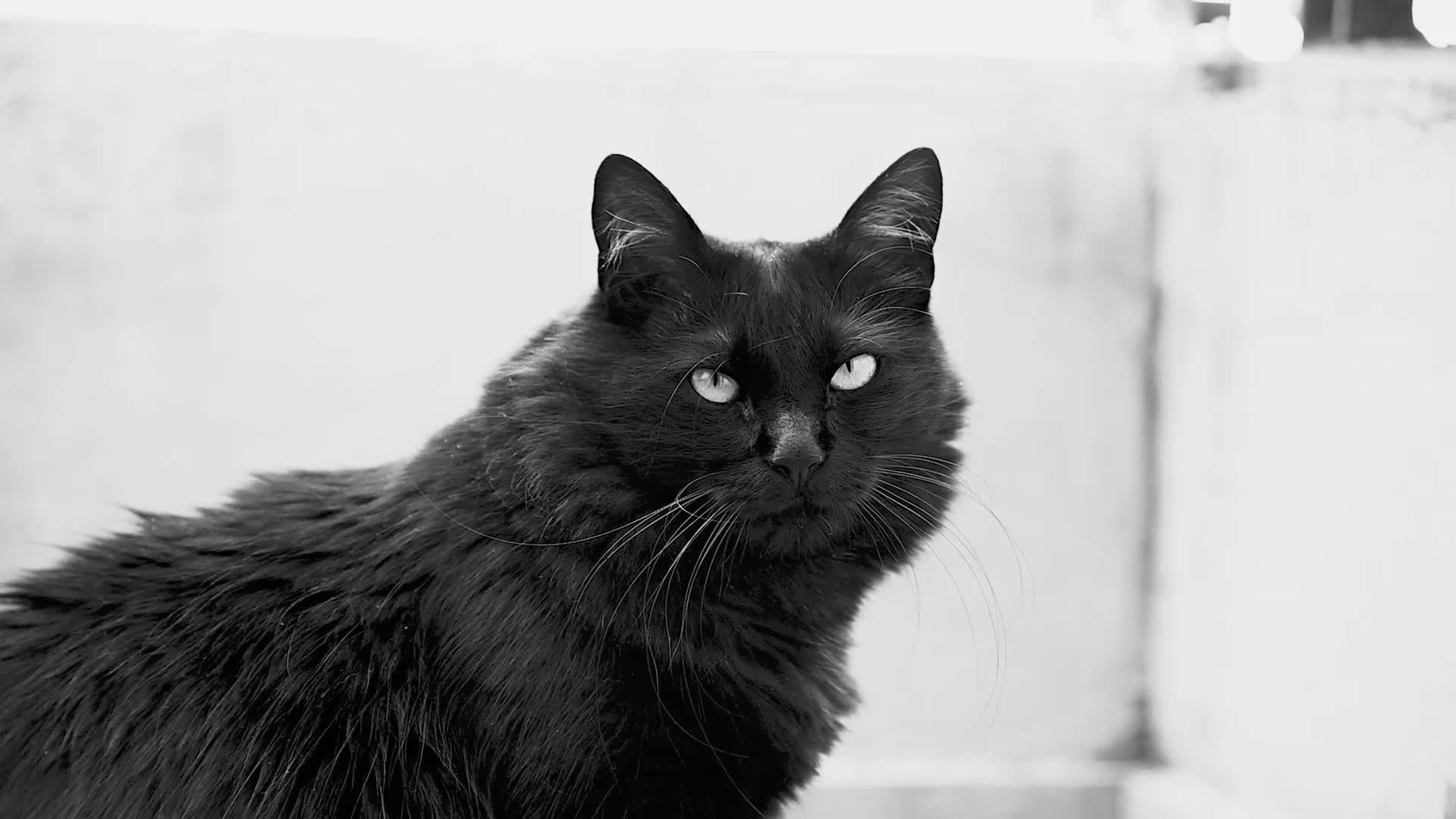 Cat Meme Videos, Download The BEST Free 4k Stock Video Footage & Cat ...