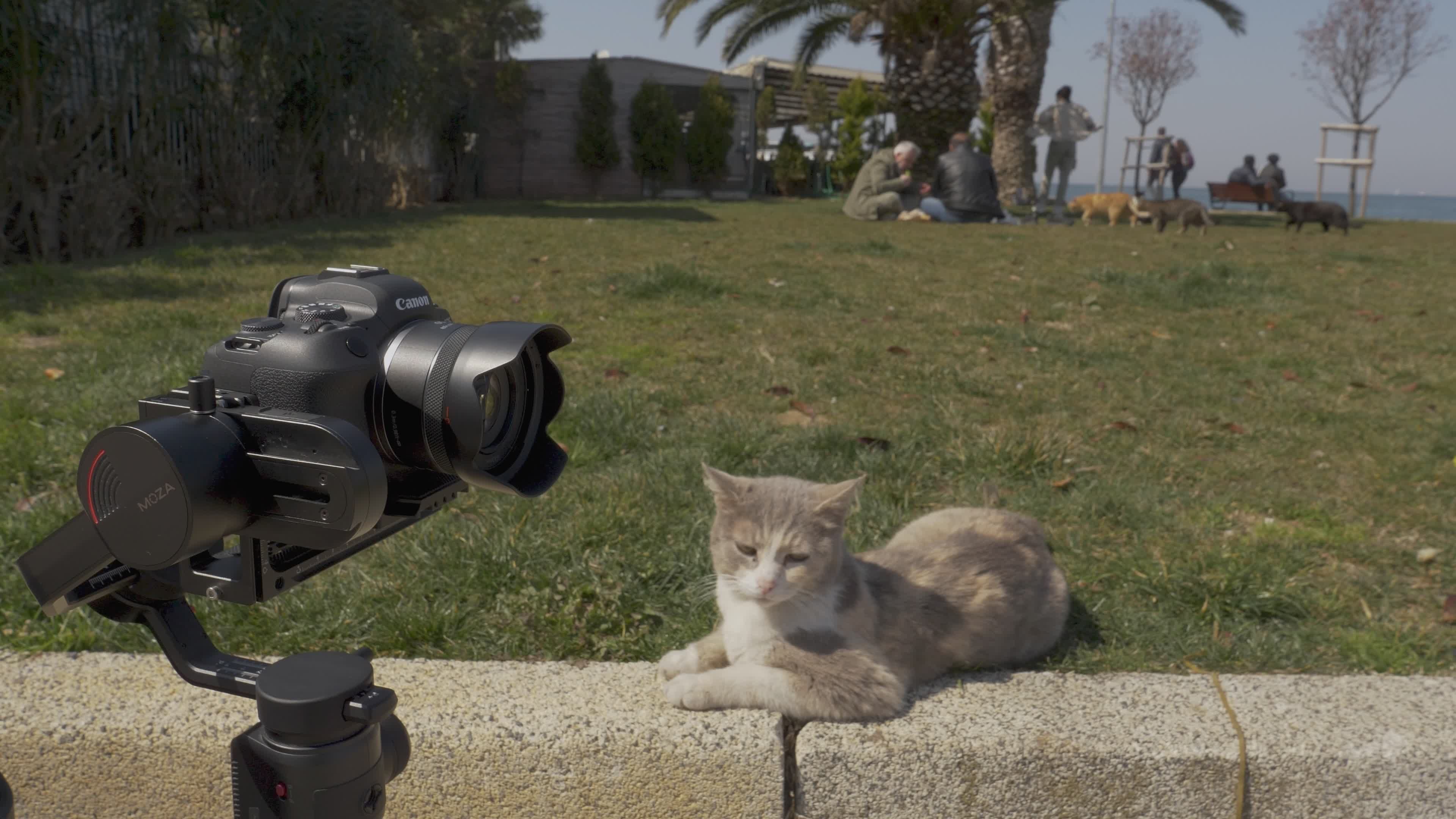 Charming Cat Relaxing Near Camera Outdoors Free Stock Video Footage ...