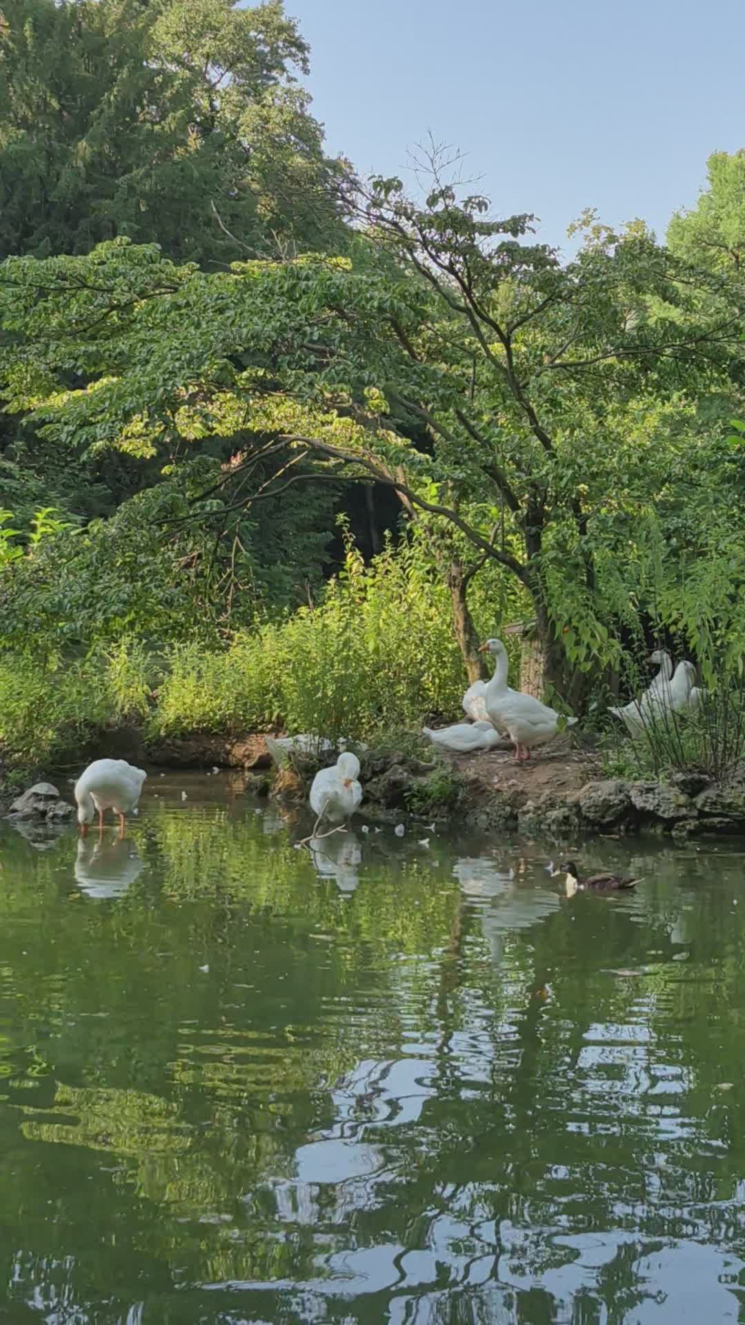 Serene Duck Family by a Forest Pond Free Stock Video Footage, Royalty ...
