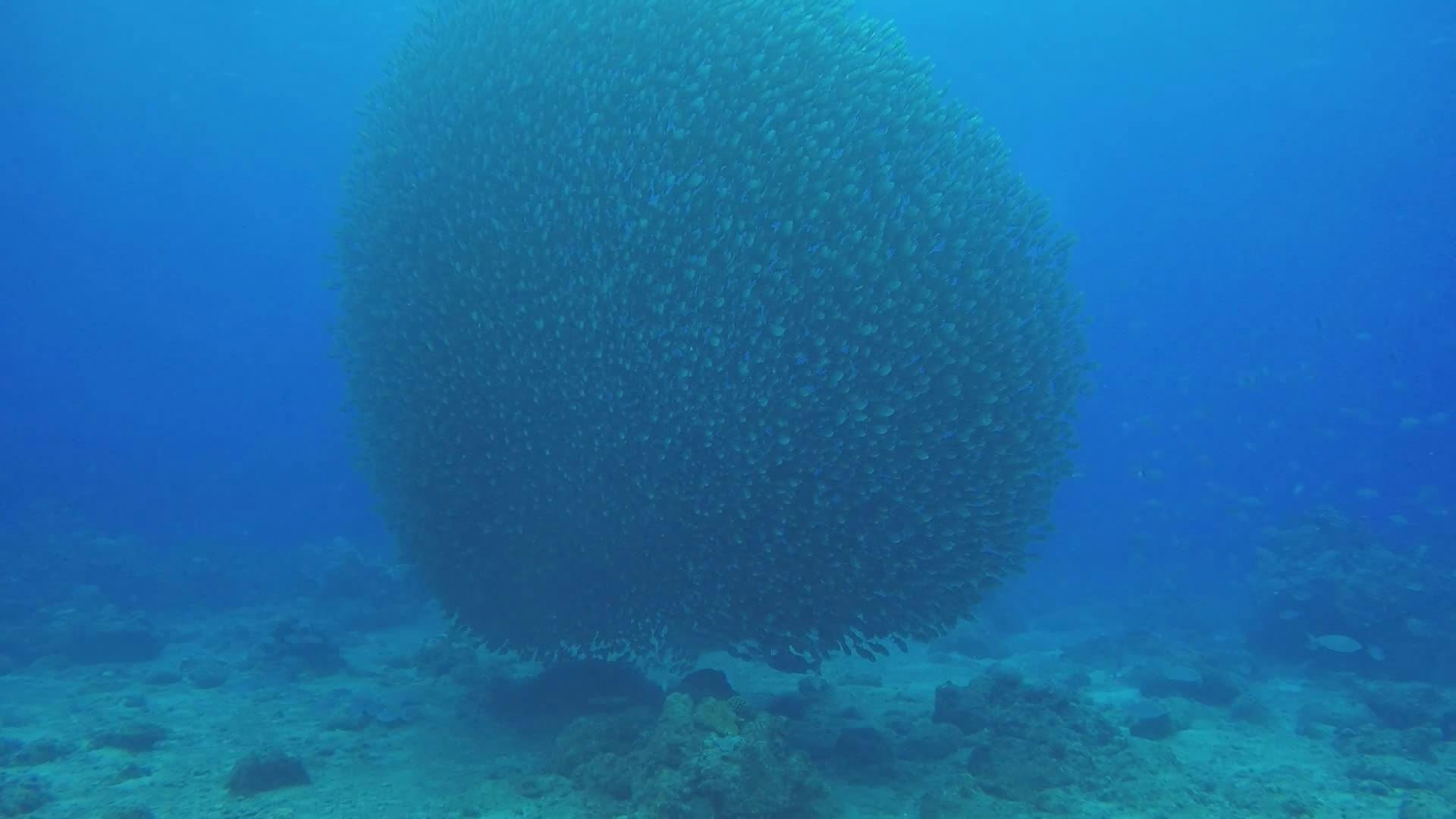 Girl+Gets+Cheeks+Clapped+Live+Real+Video Videos, Download The BEST Free ...