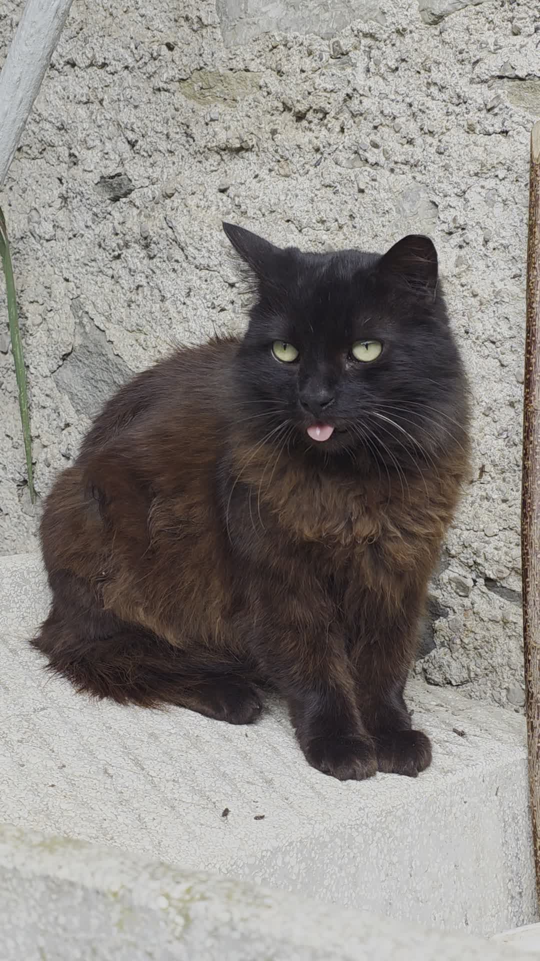 Gatto Nero E Marrone Con La Lengua Fuori · Vídeo de stock gratuito