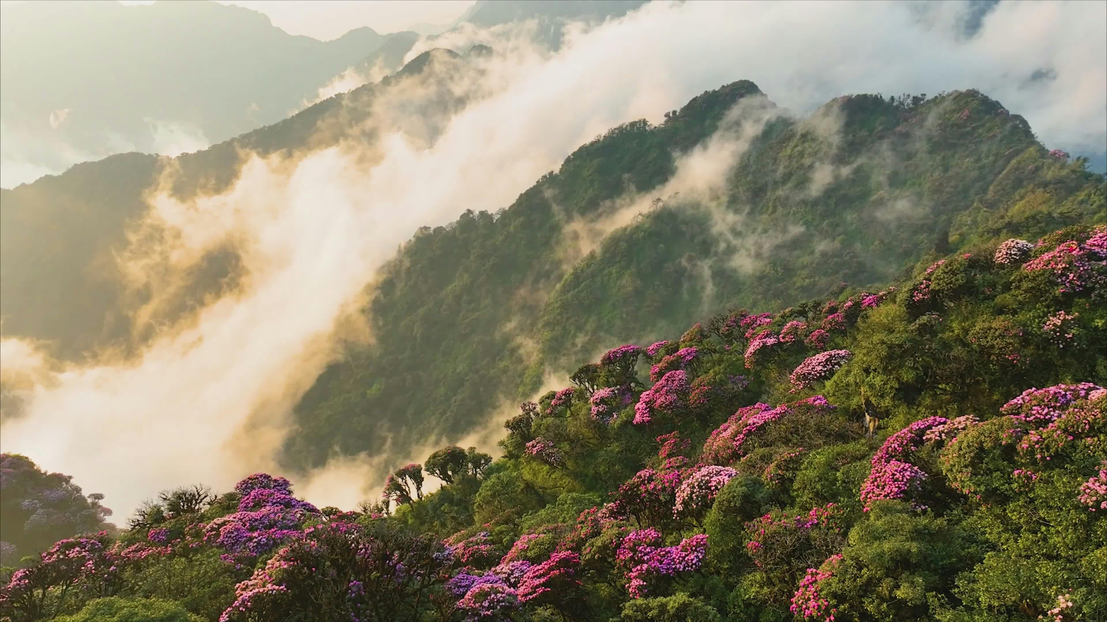 Breathtaking Alpine Mountains with Blooming Azaleas Free Stock Video ...