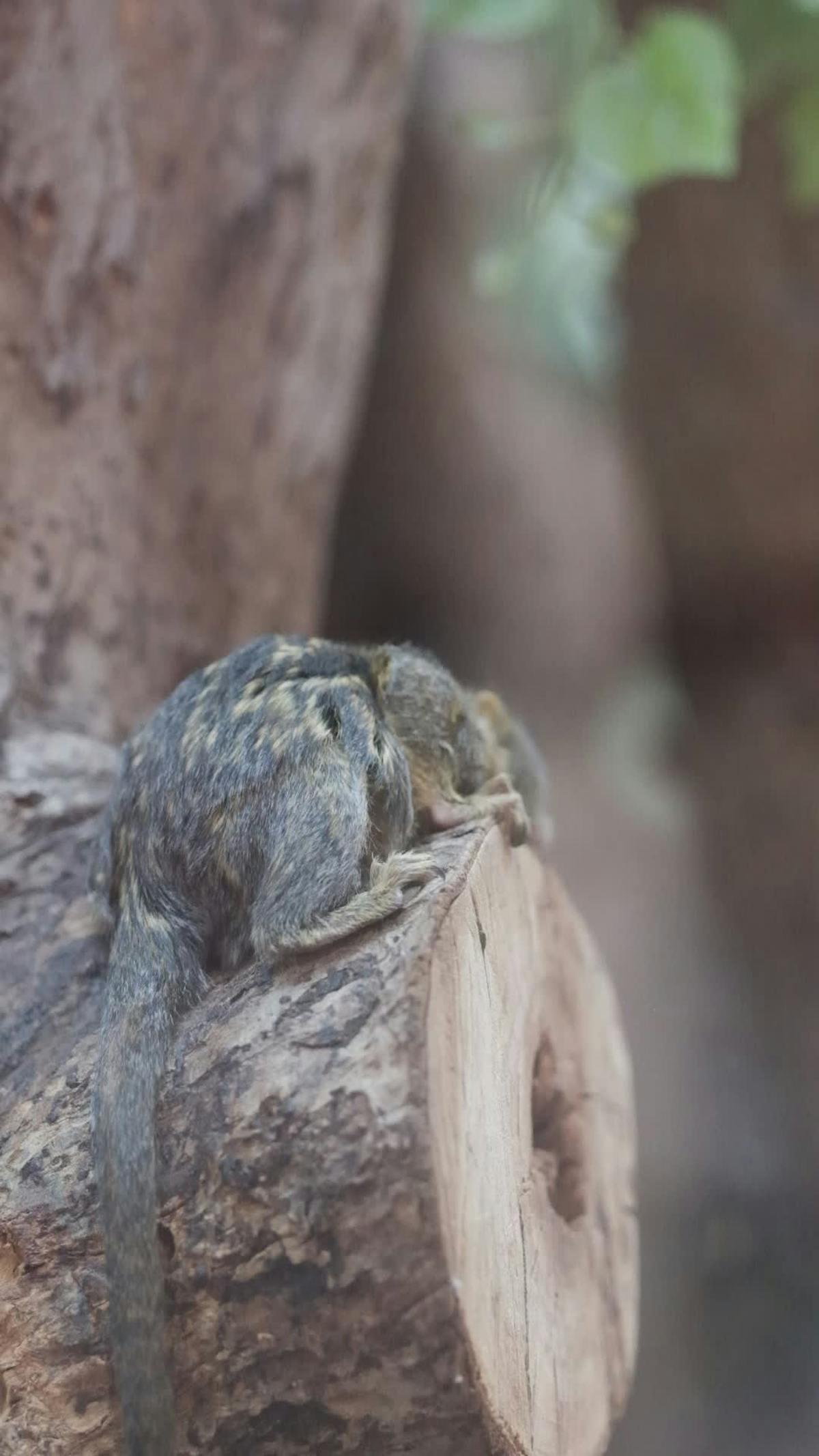 Little+Innocent+Taboo Videos, Download The BEST Free 4k Stock Video ...