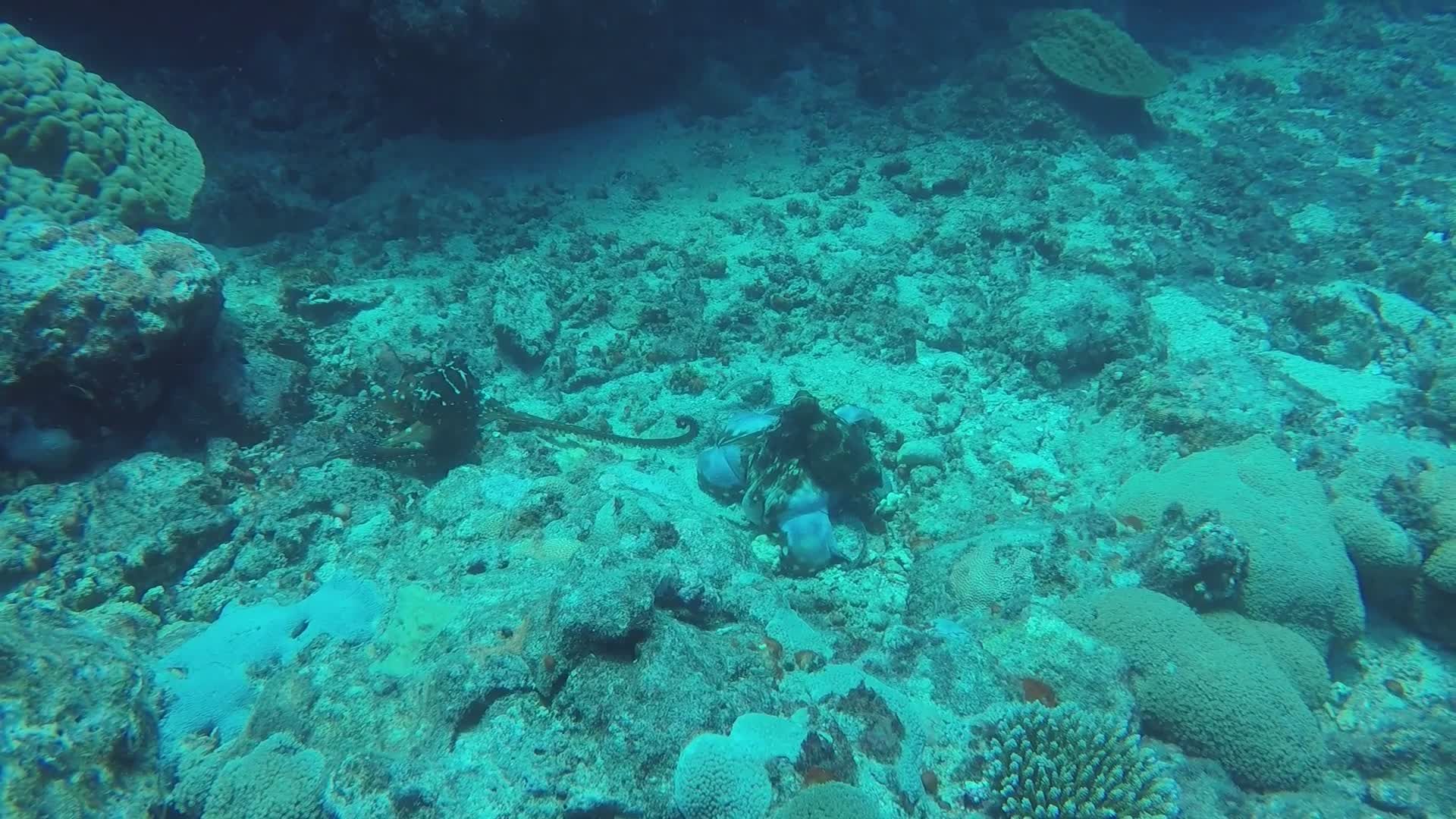 Stunning Underwater Coral Reef Footage Free Stock Video Footage ...