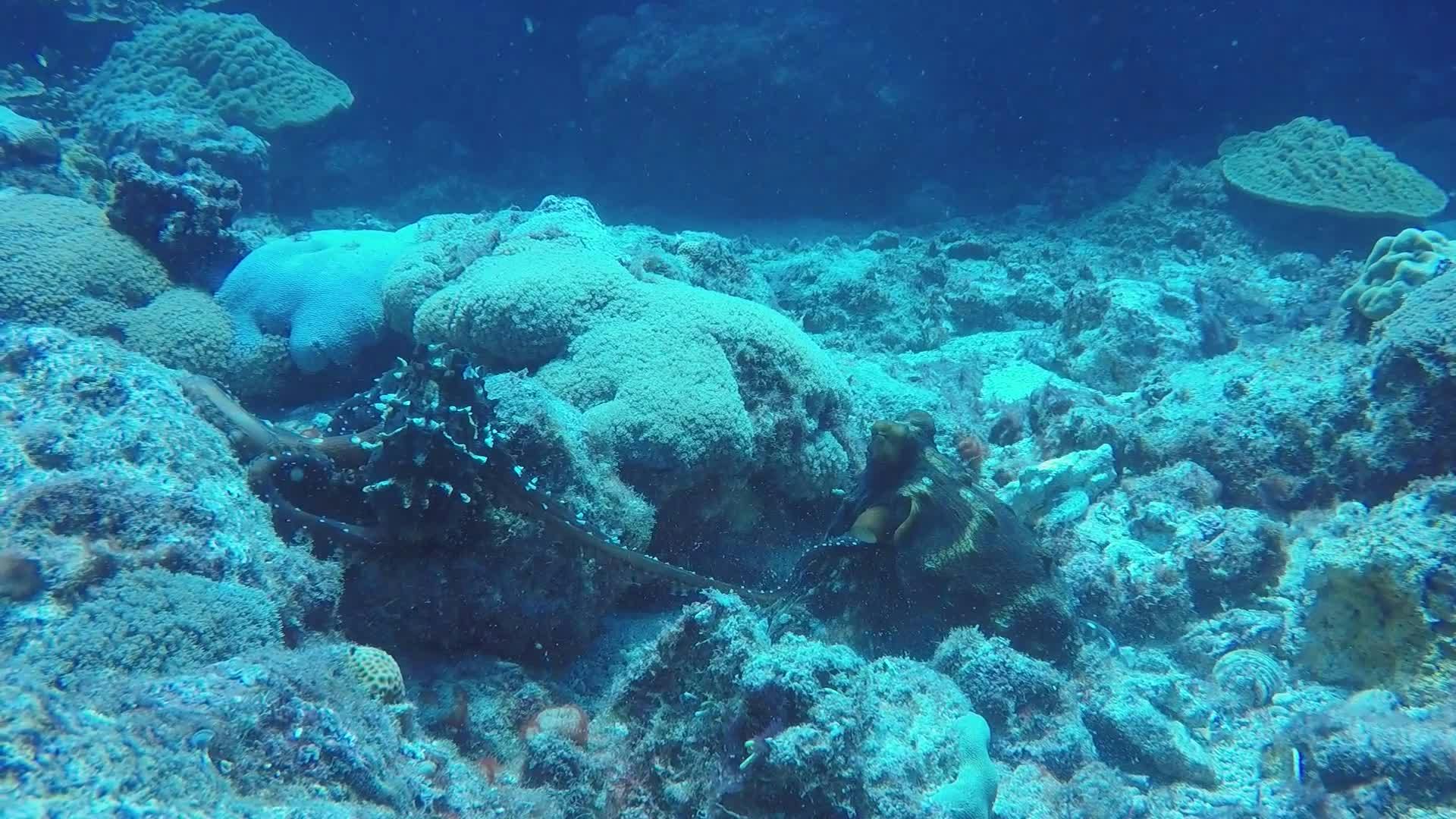 Captivating Underwater Reef Exploration Free Stock Video Footage ...