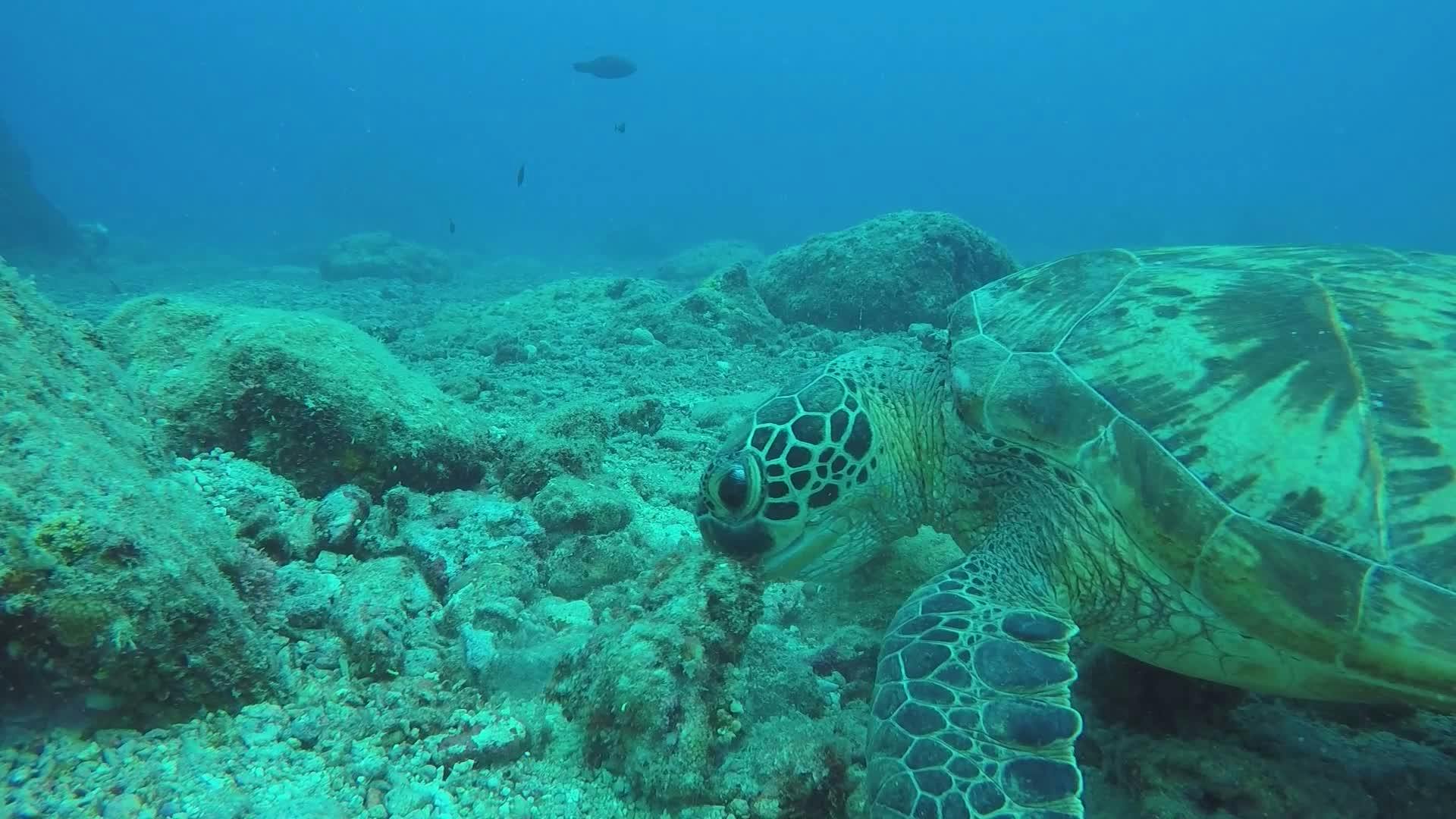 Underwater Sea Turtle Adventure in Clear Ocean Free Stock Video Footage ...