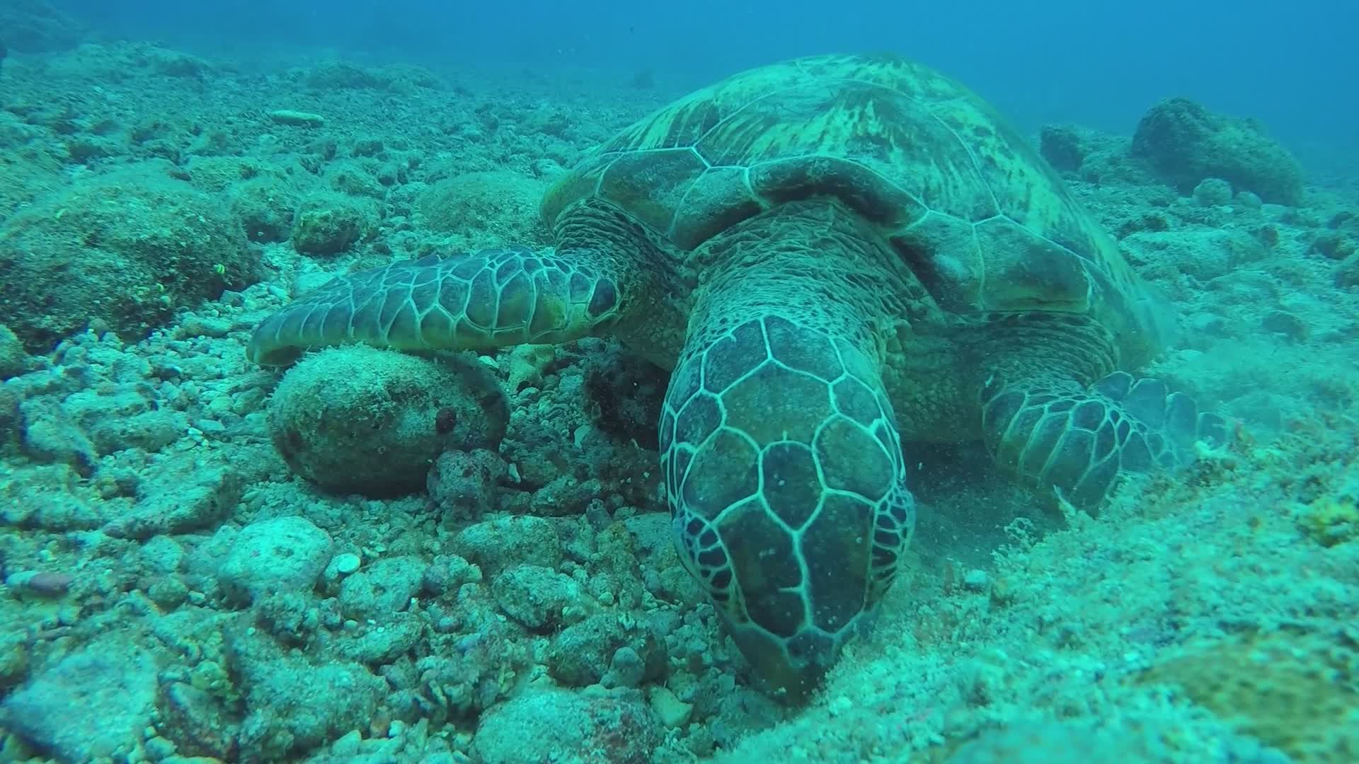 Underwater Sea Turtle Resting on Ocean Floor Free Stock Video Footage ...