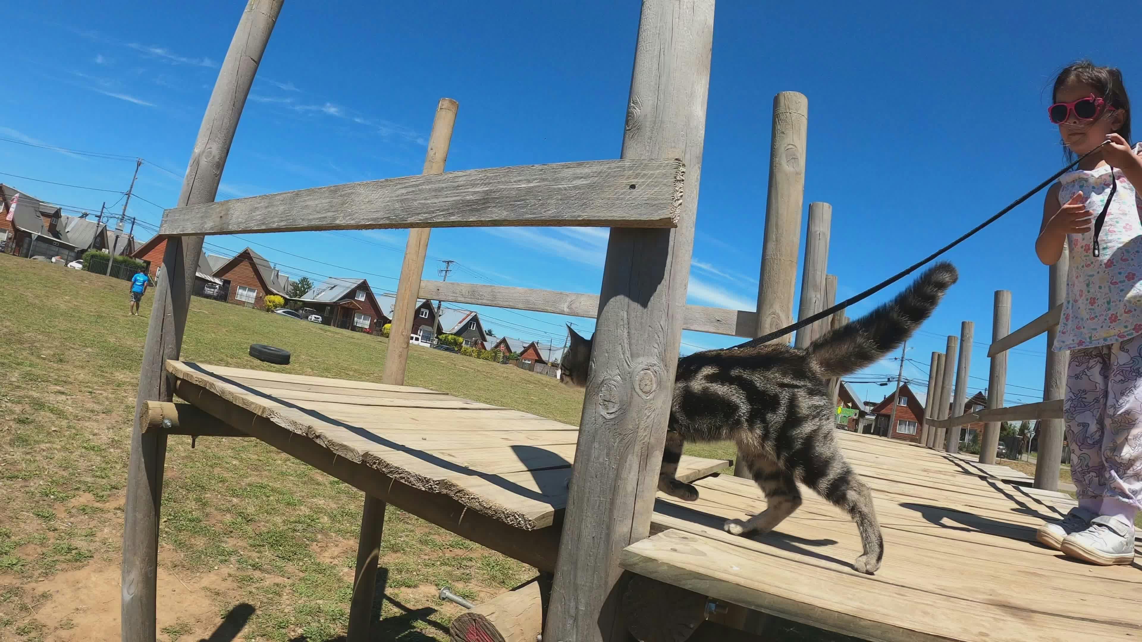 Playful Kitten on Leash Exploring Outdoors Free Stock Video Footage ...