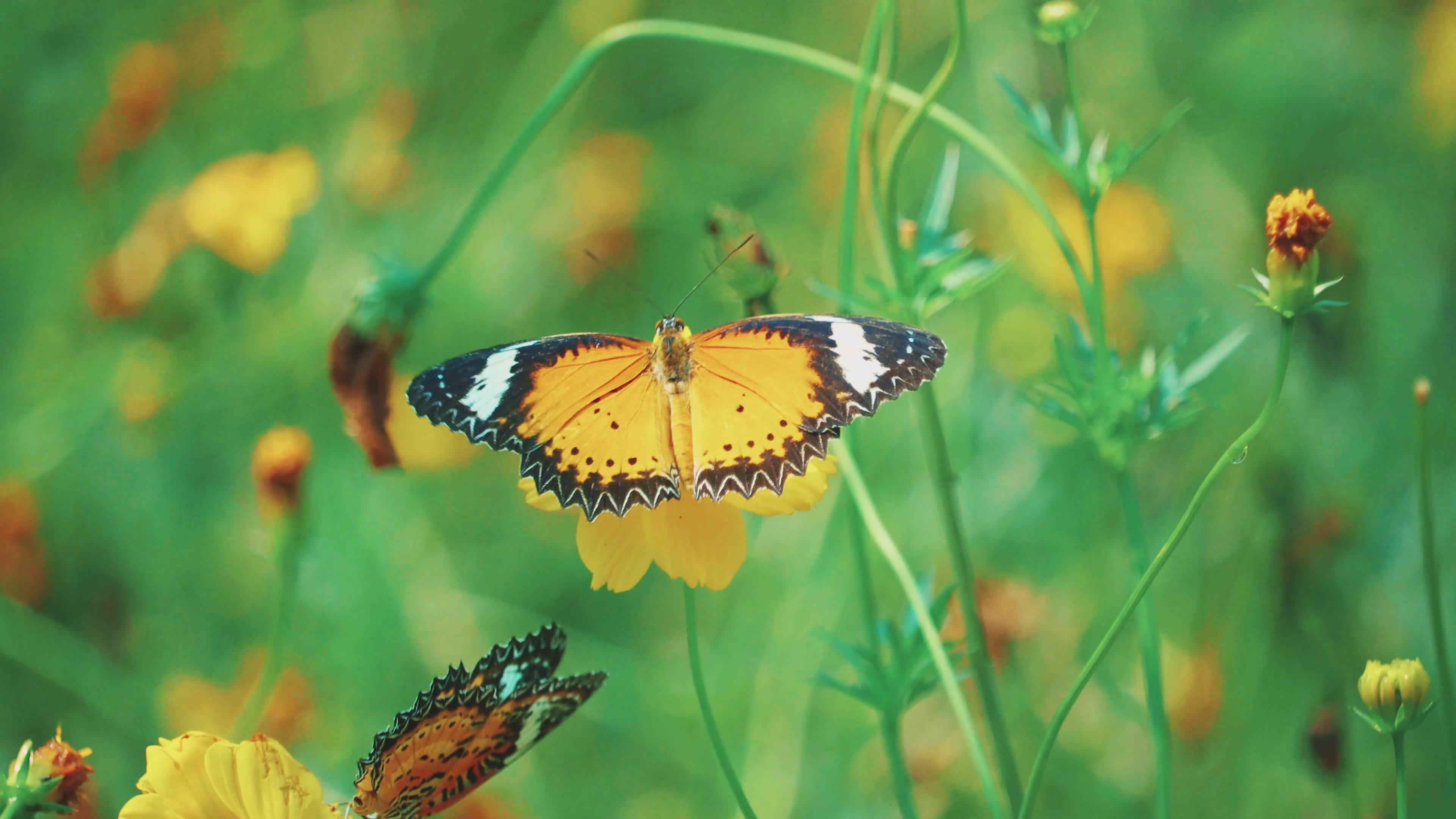 Vivid Monarch Butterfly Among Blooming Flowers Free Stock Video Footage ...