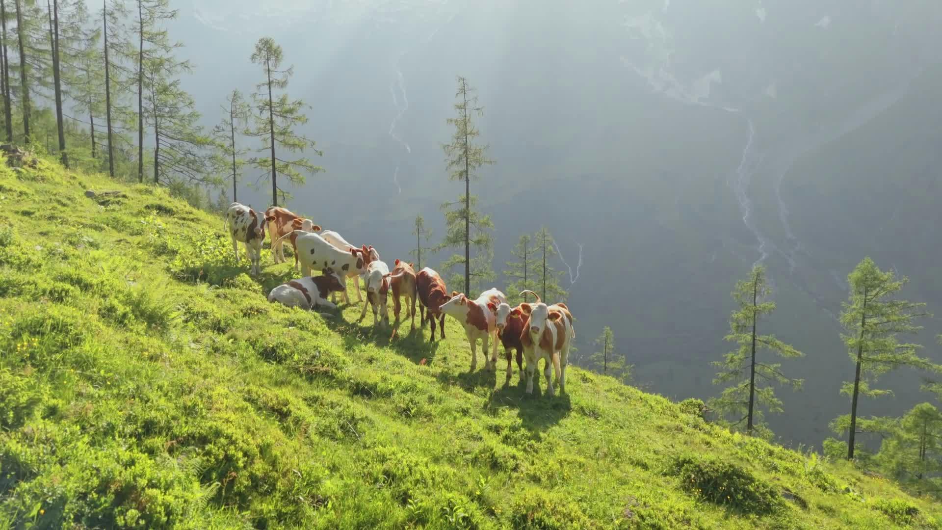 Nature Animated Desktop Wallpaper Videos, Download The BEST Free 4k ...