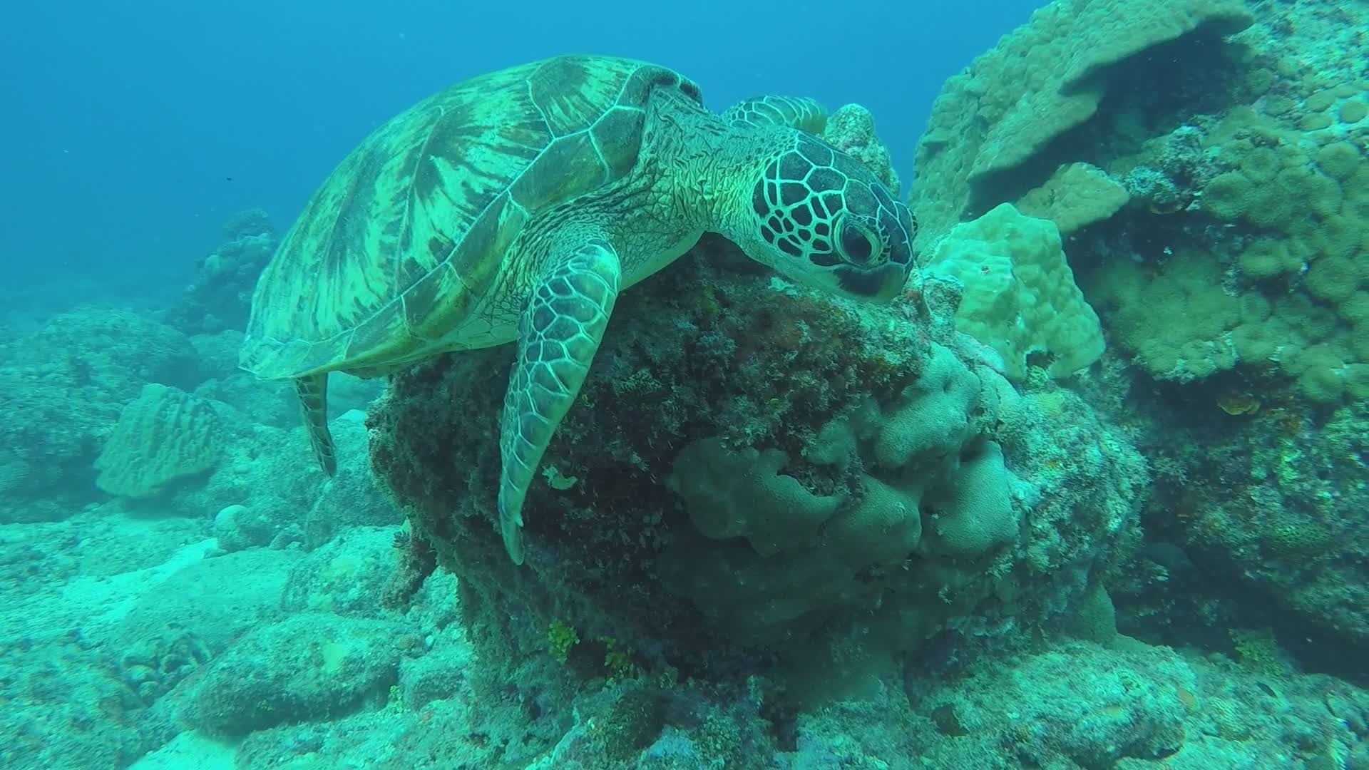 Marine Life: Sea Turtle Swimming Underwater Free Stock Video Footage ...