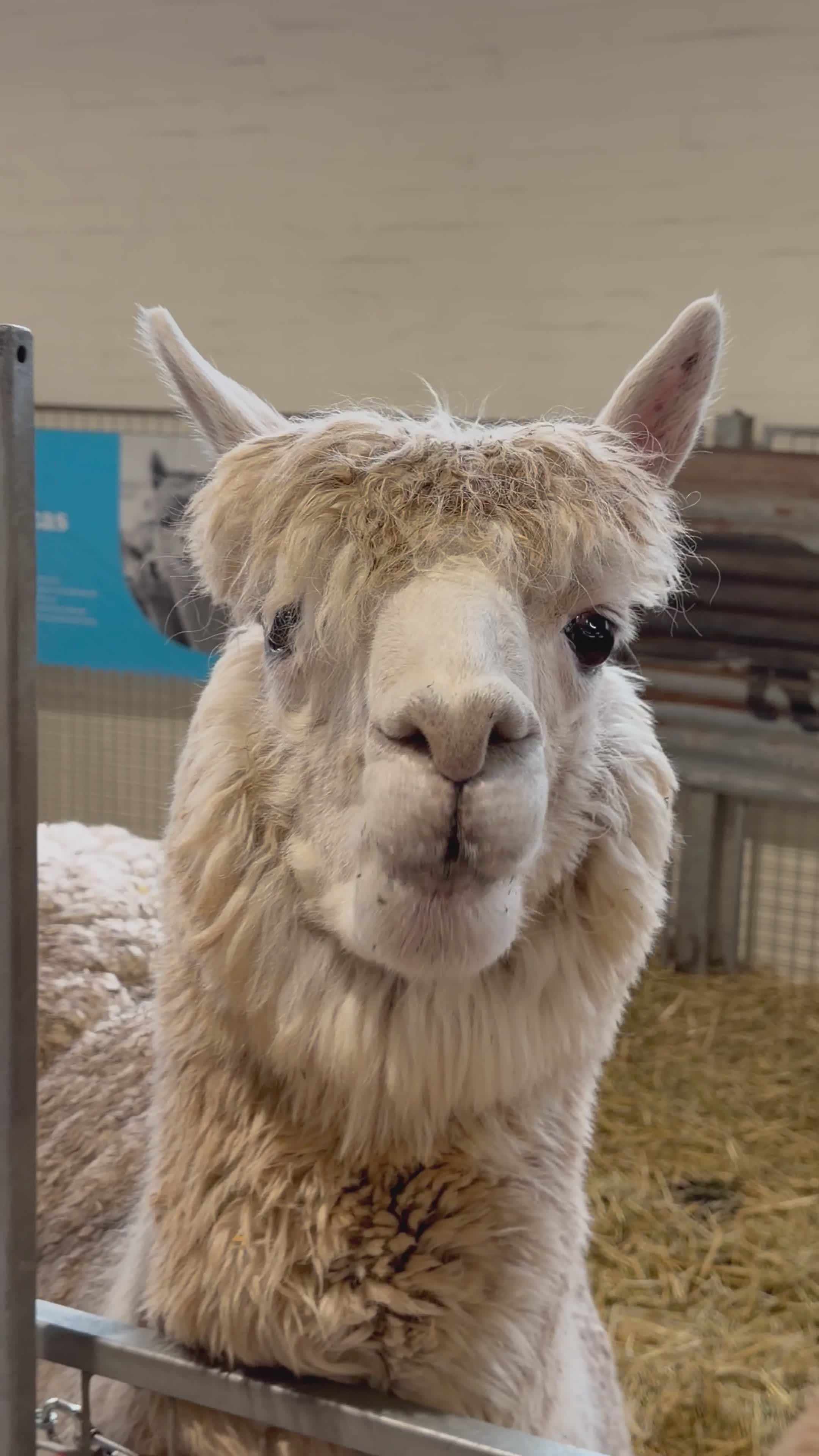 Friendly Llama in Indoor Petting Zoo Exhibit Free Stock Video Footage ...