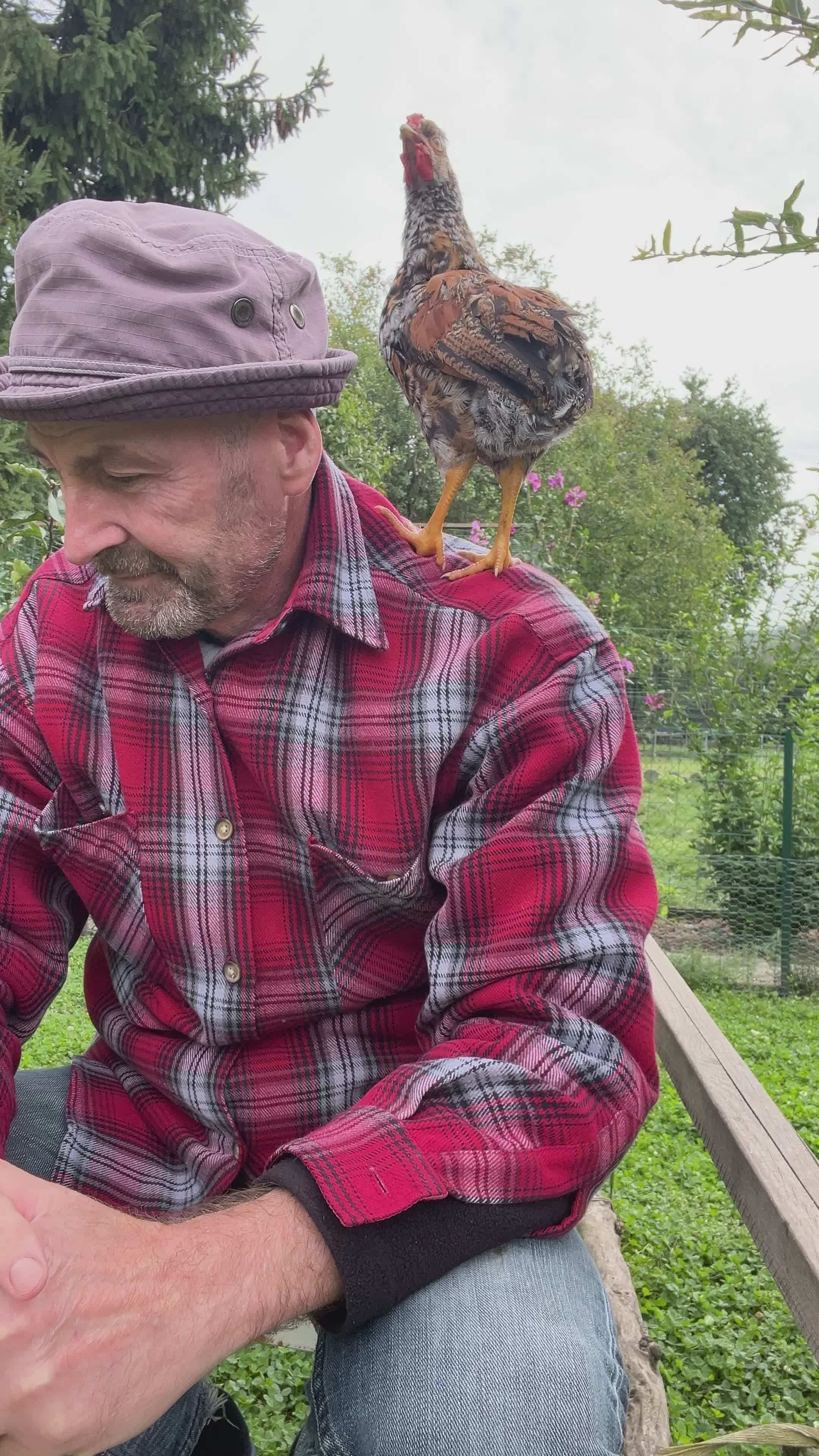 Man with Chicken on Shoulder in Farm Setting Free Stock Video Footage ...
