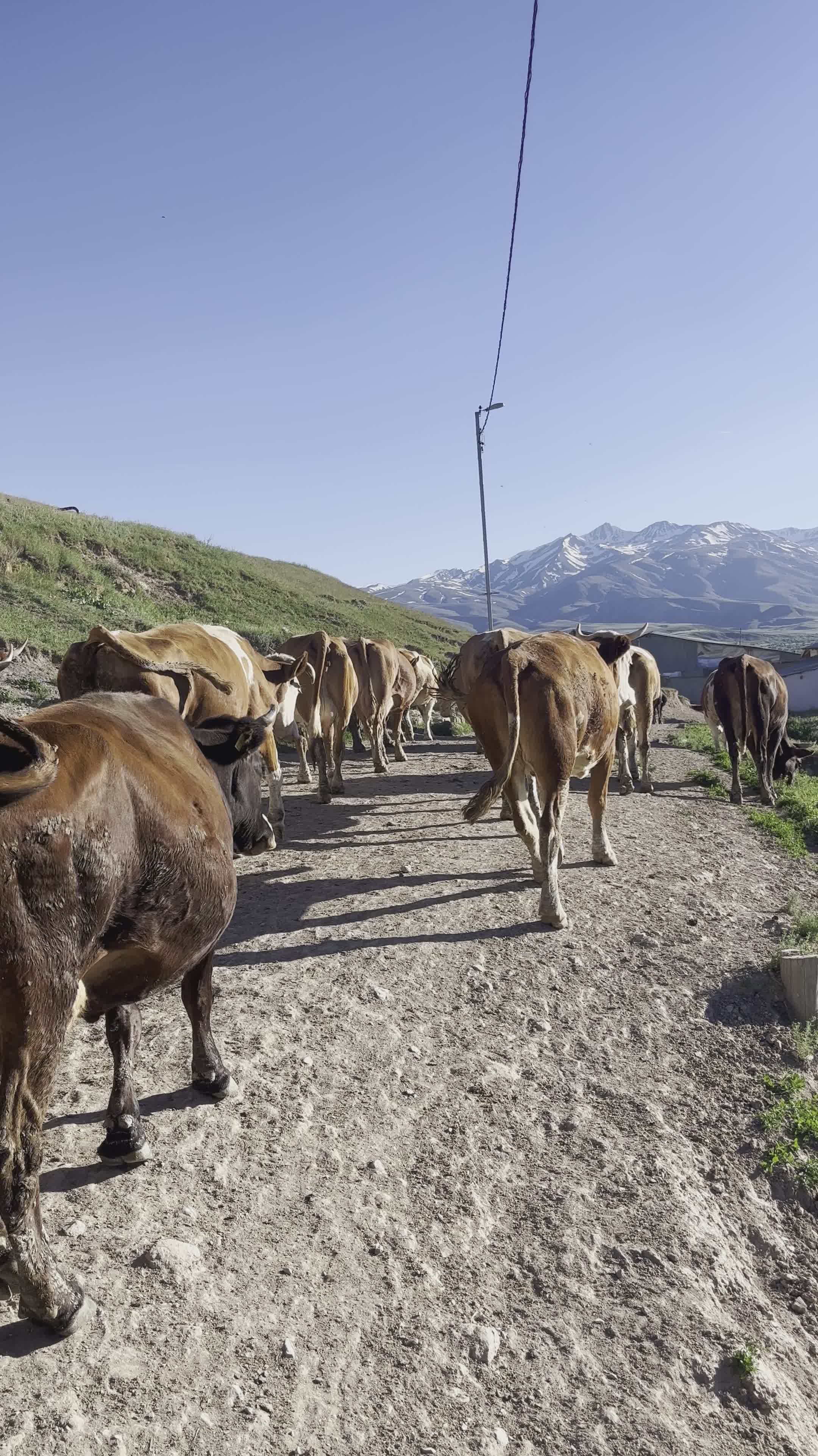 Cattle Herd Walking Along Mountain Path Free Stock Video Footage ...