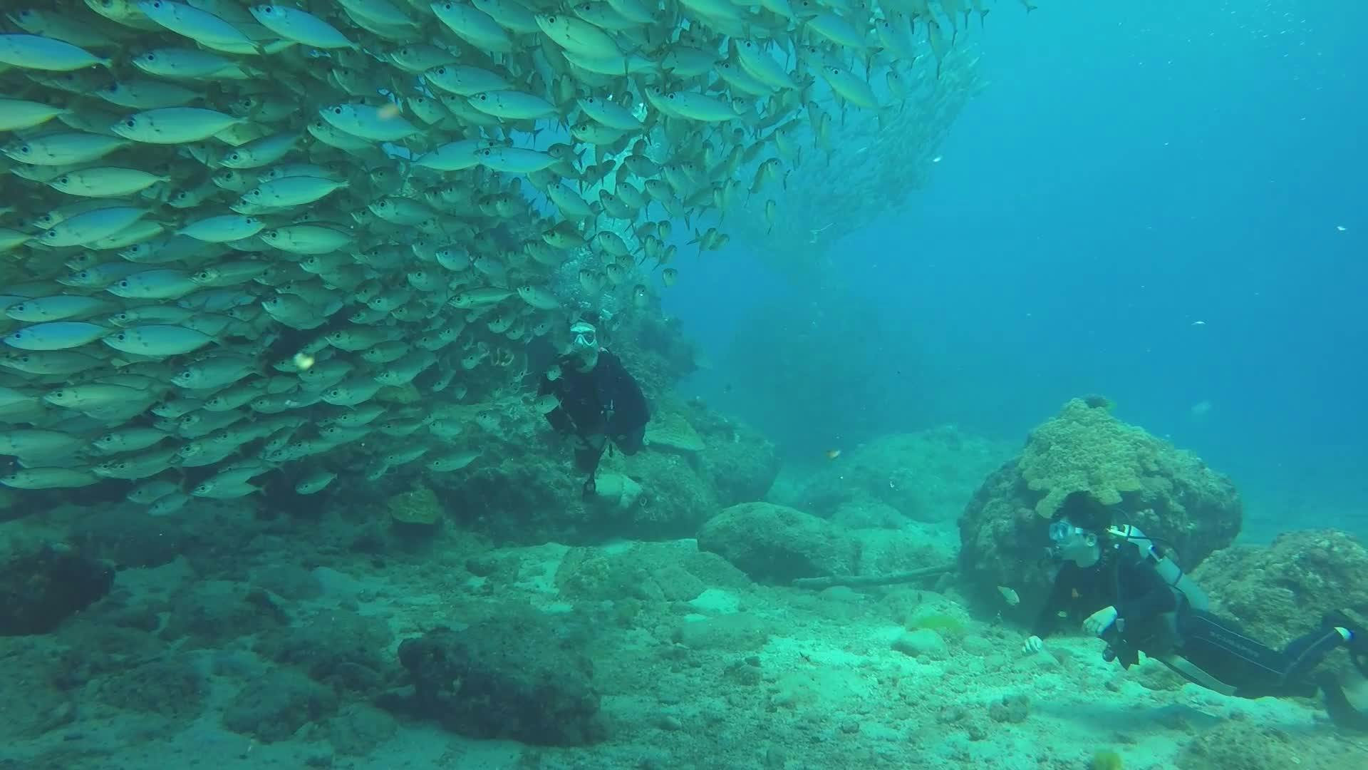 Divers Exploring Vibrant Underwater Marine Life Free Stock Video ...