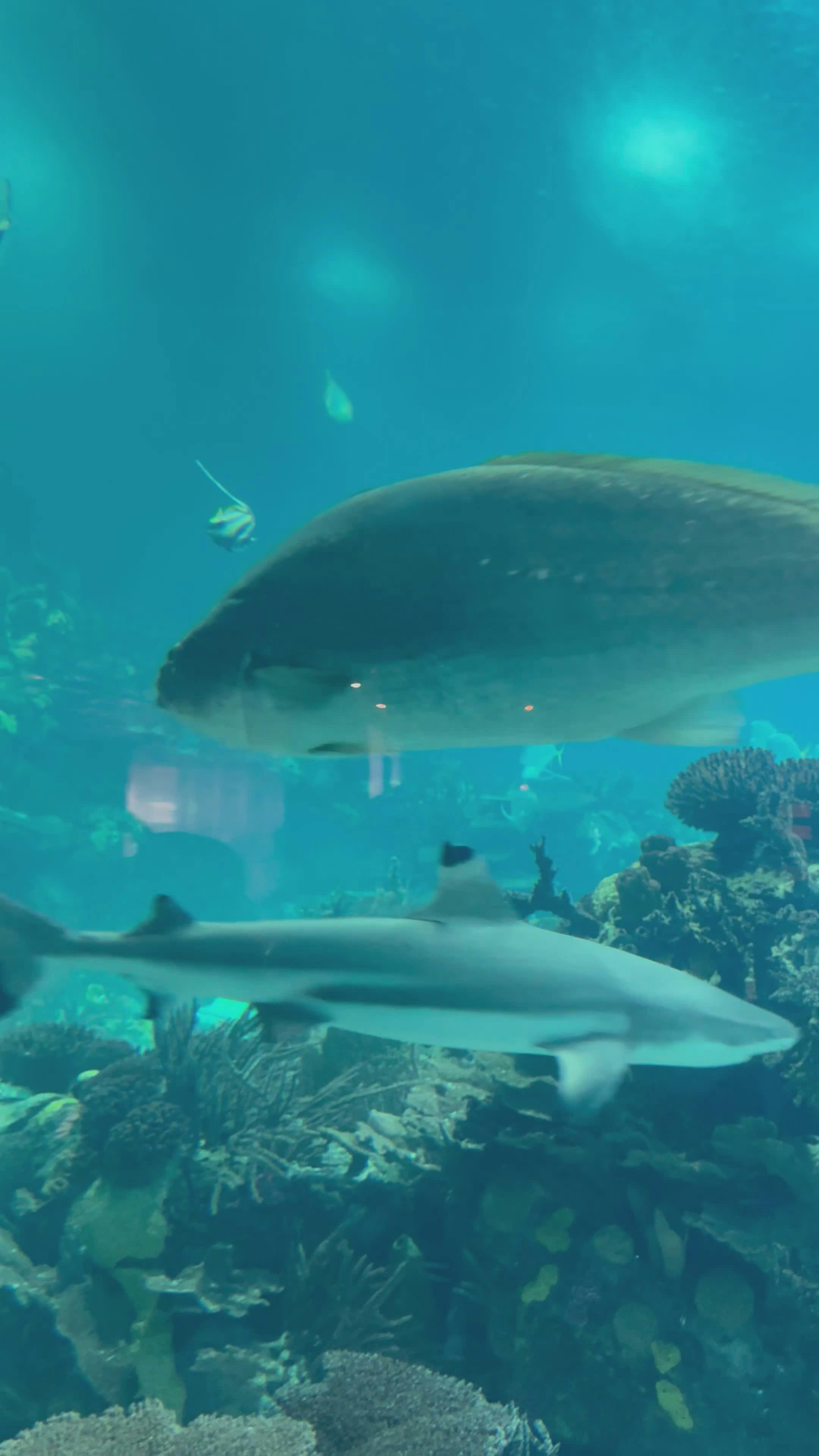 Vibrant Underwater Life in Aquarium Exhibit Free Stock Video Footage ...