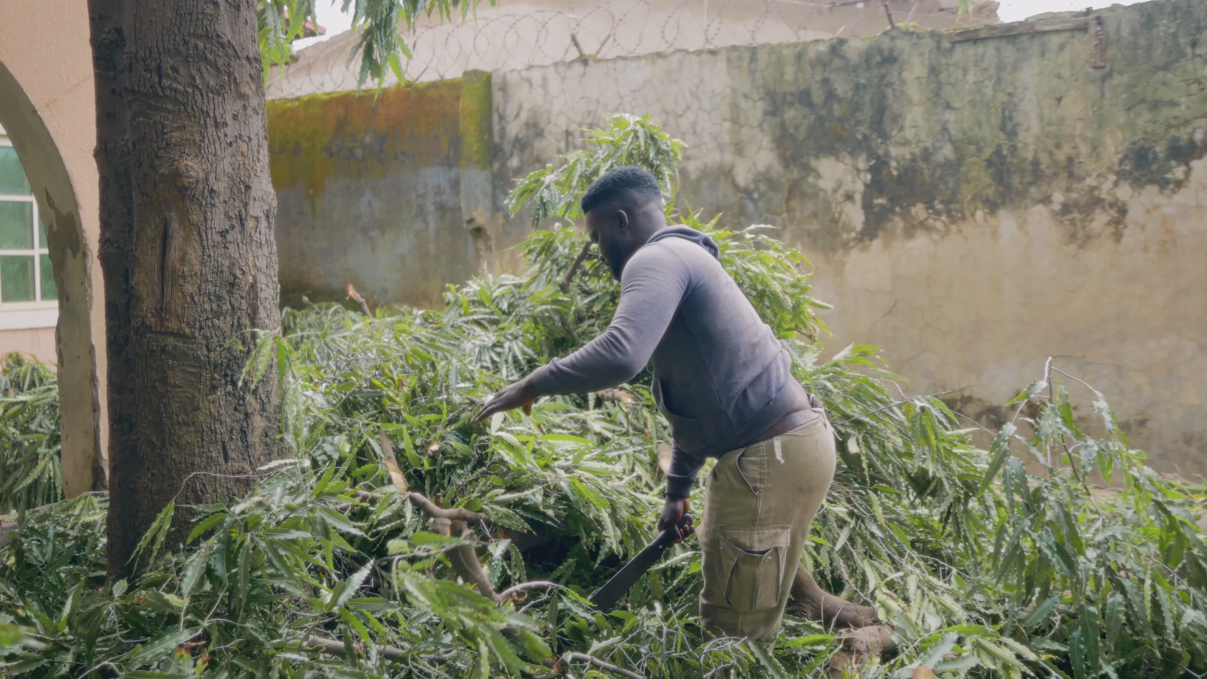 Man Clearing Leaves with Machete in Outdoor Setting Free Stock Video ...