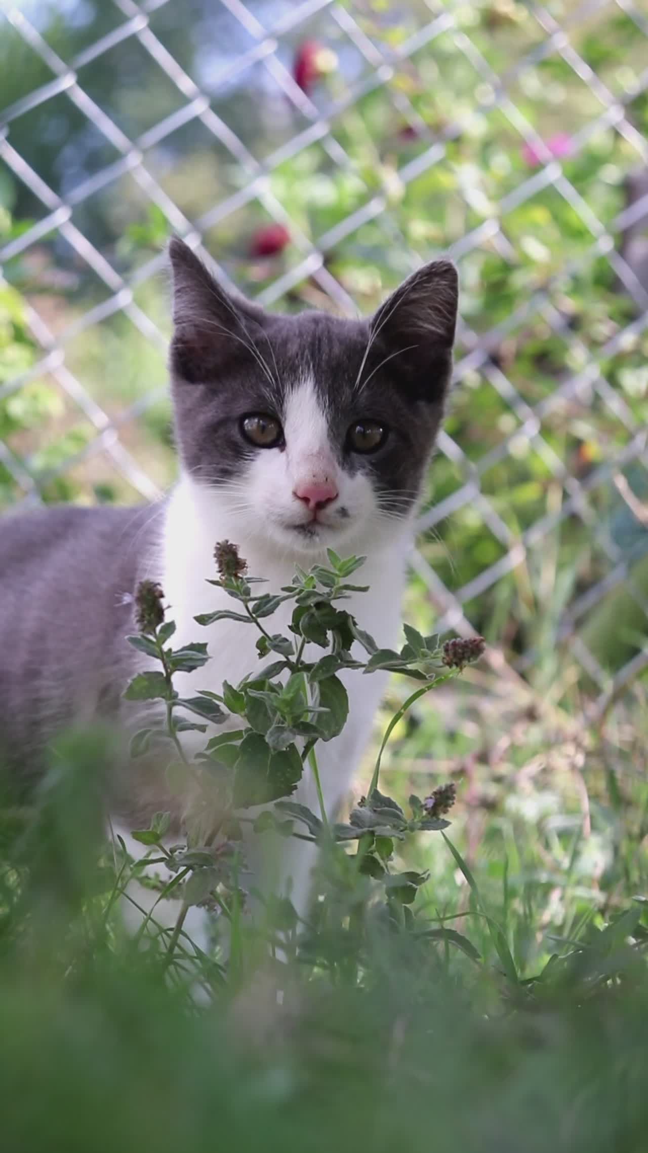 Playful Kitten Exploring Garden Outdoors Free Stock Video Footage ...