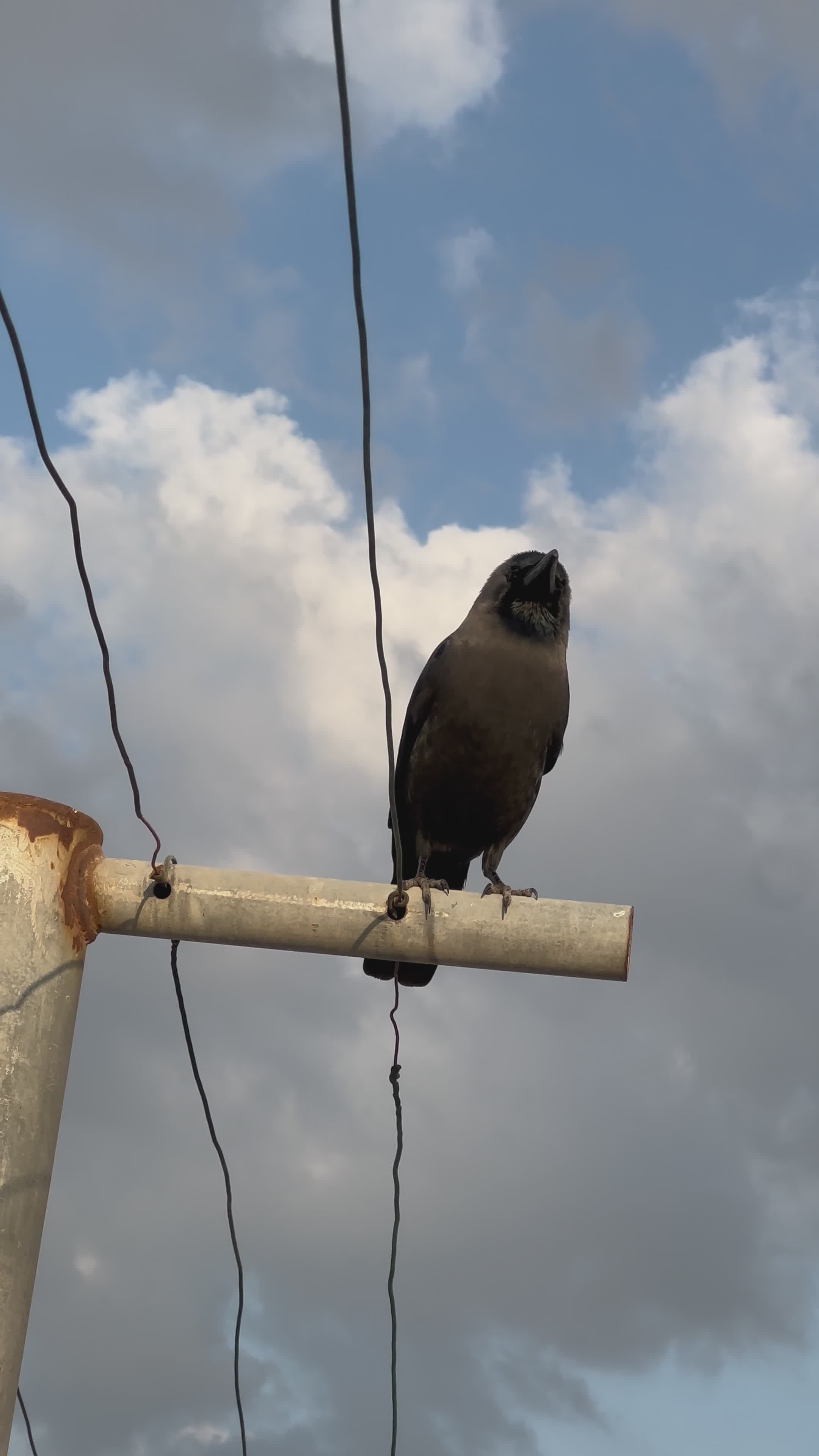 Solitary Crow Perched on Metal Pole Free Stock Video Footage, Royalty ...