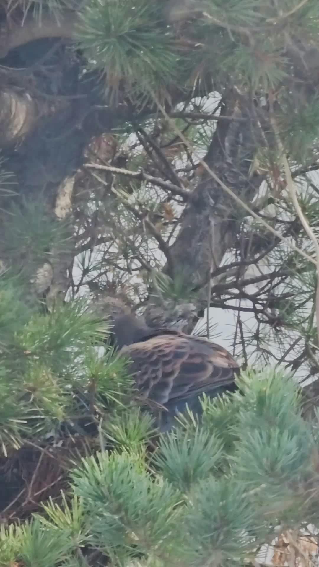 Close-Up of Bird Nesting in Pine Tree Free Stock Video Footage, Royalty ...
