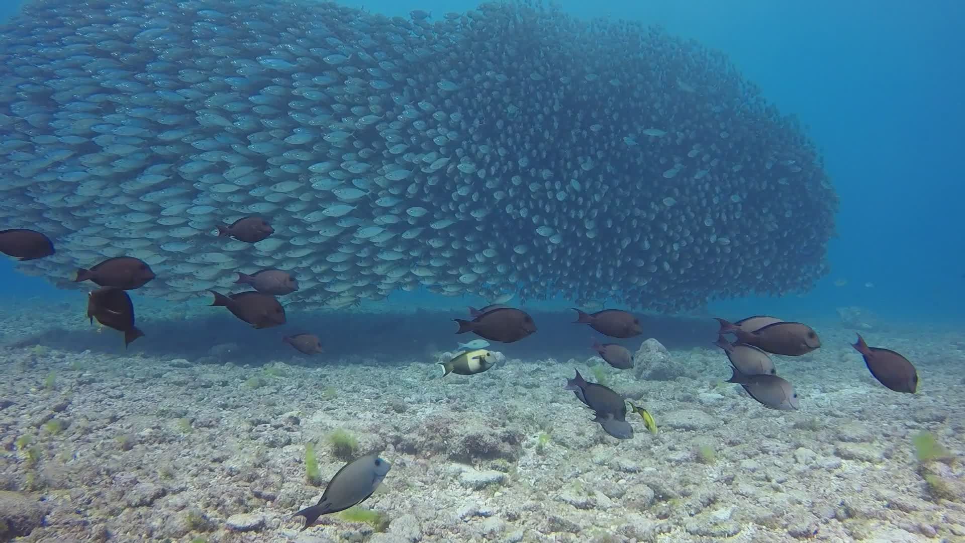 Mesmerizing Underwater School of Fish in Ocean Free Stock Video Footage ...
