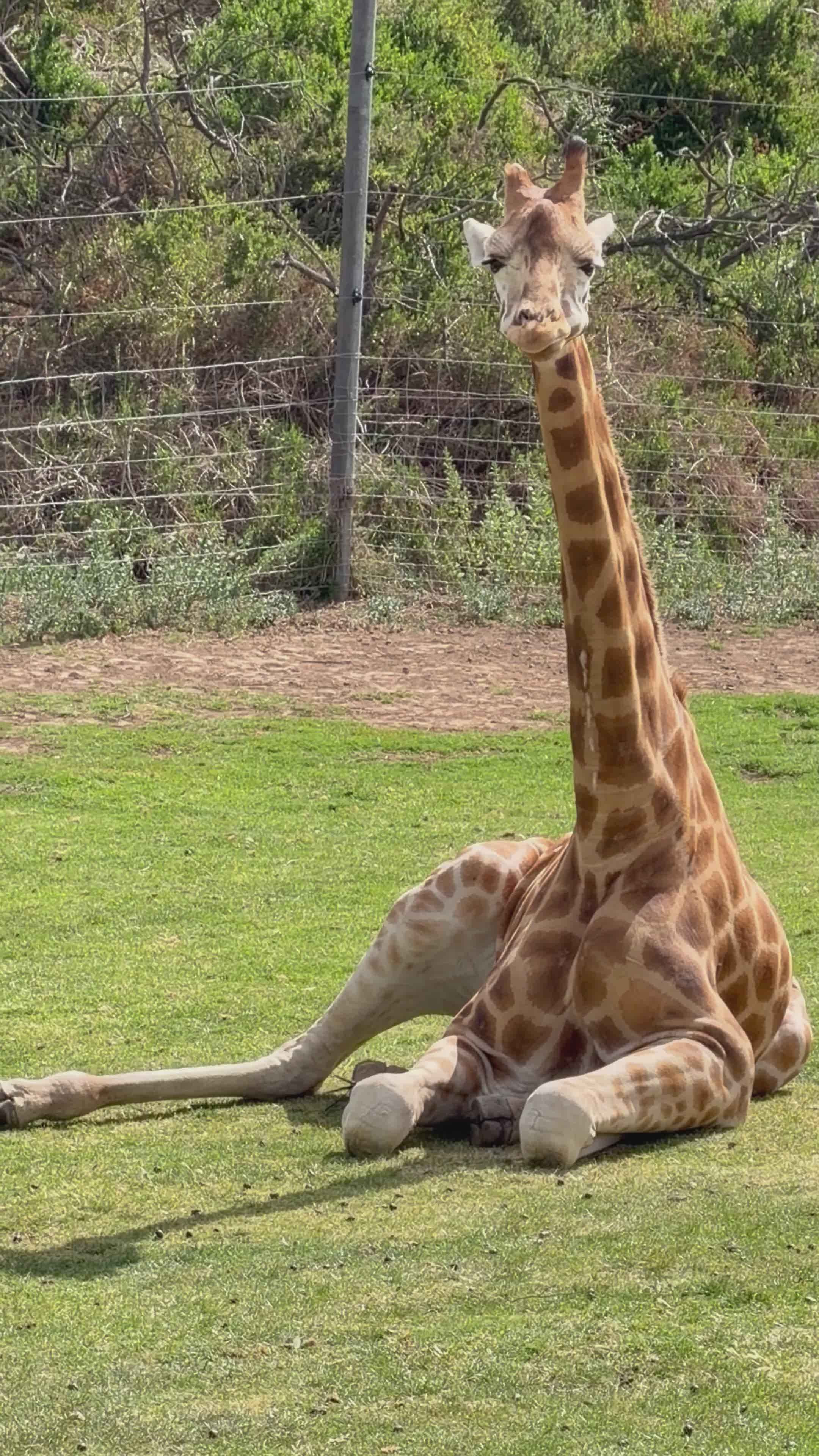 Serene Giraffe Relaxing in Zoo Habitat Free Stock Video Footage ...