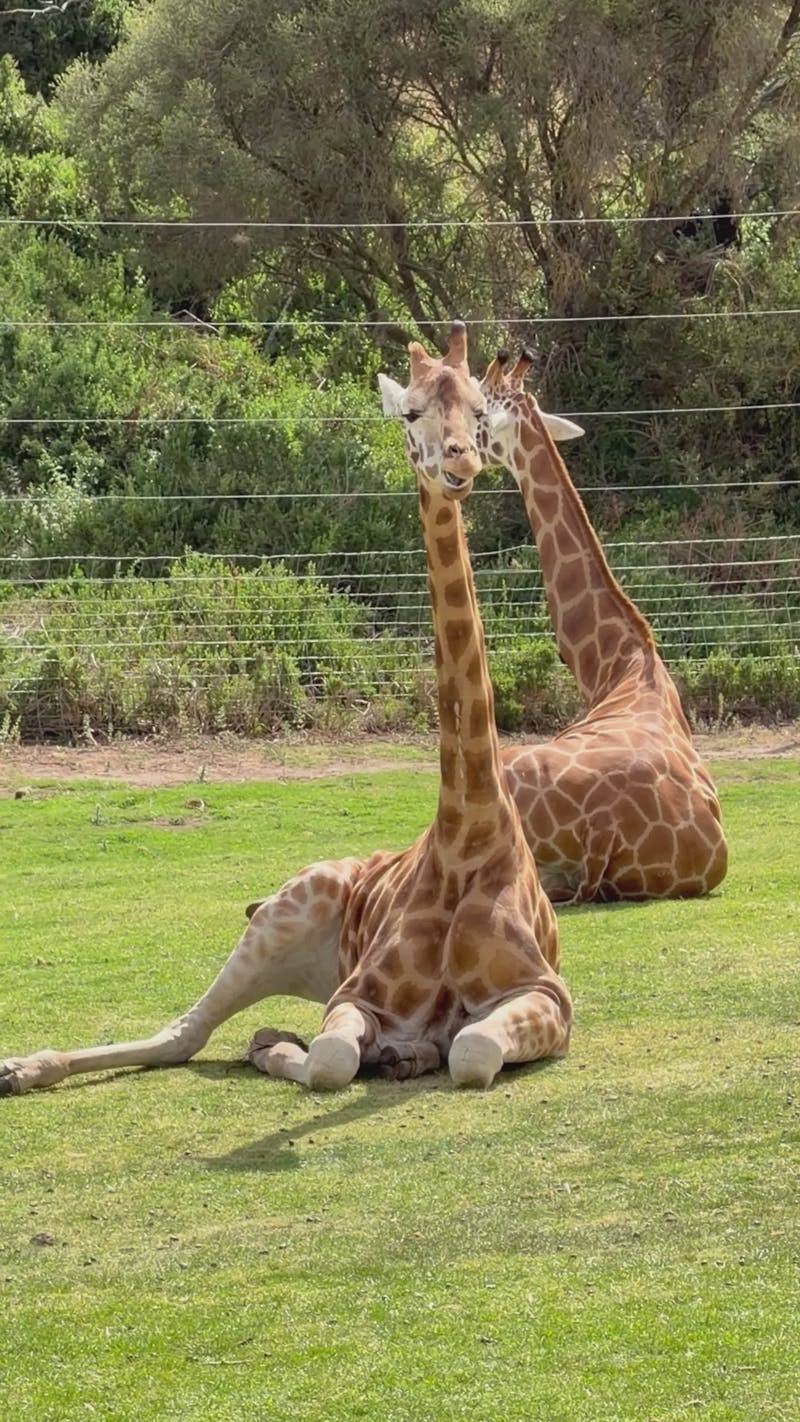 Zoo Animals Videos, Download The BEST Free 4k Stock Video Footage & Zoo ...