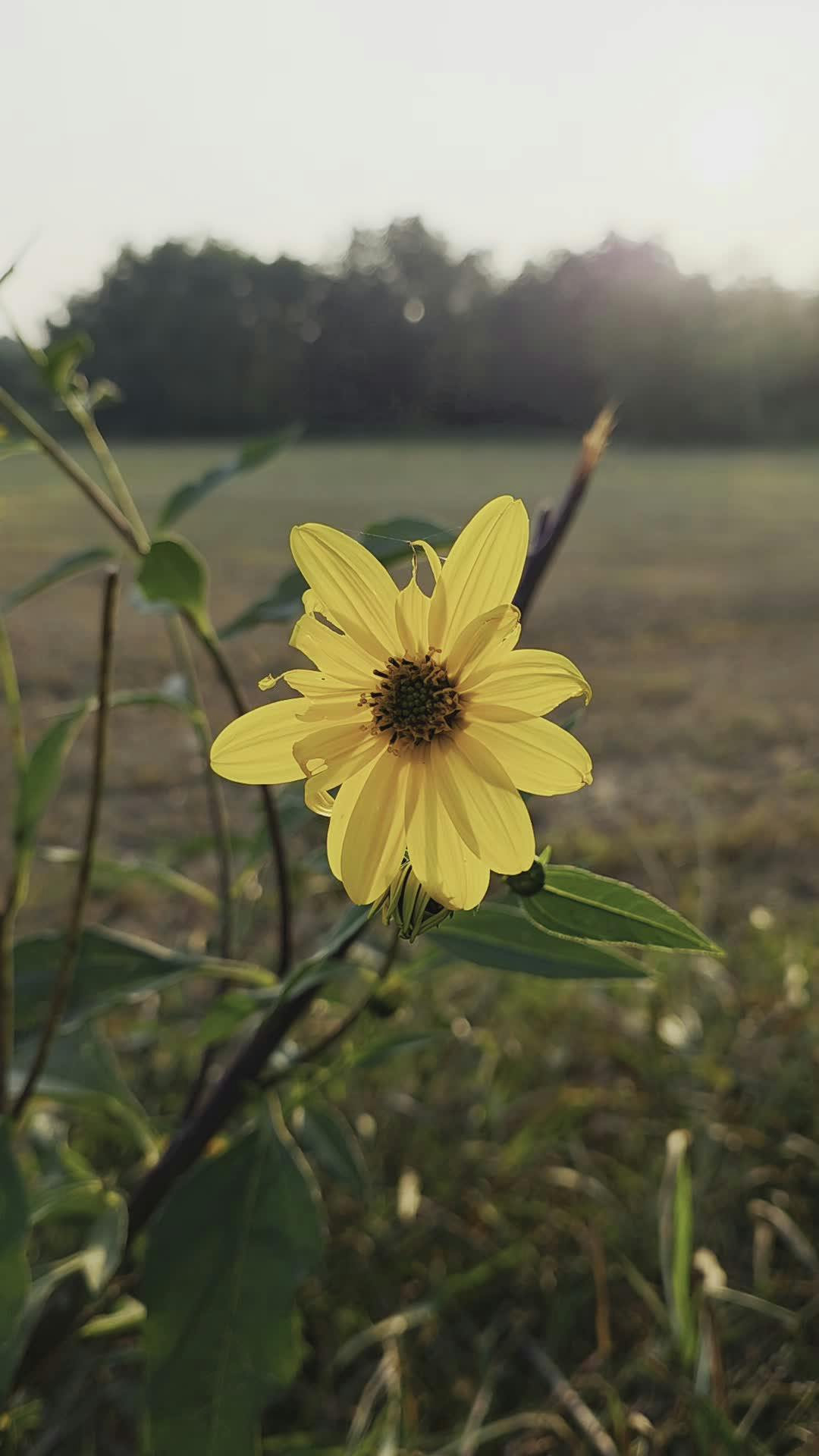 Beautiful Yellow Wildflower in Countryside Sunlight Free Stock Video ...