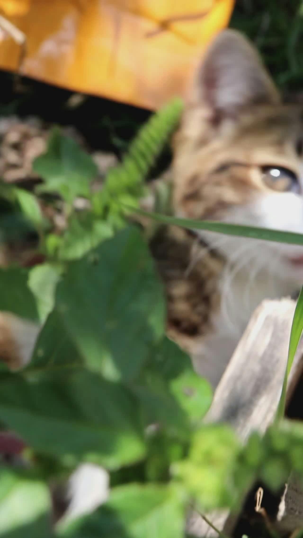 Little+Innocent+Taboo Videos, Download The BEST Free 4k Stock Video ...