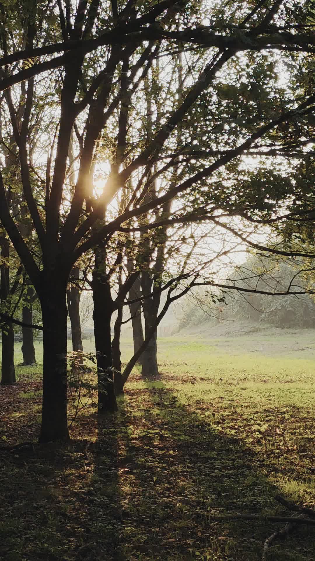 Sunlit Autumn Park Scene with Tall Trees Free Stock Video Footage ...